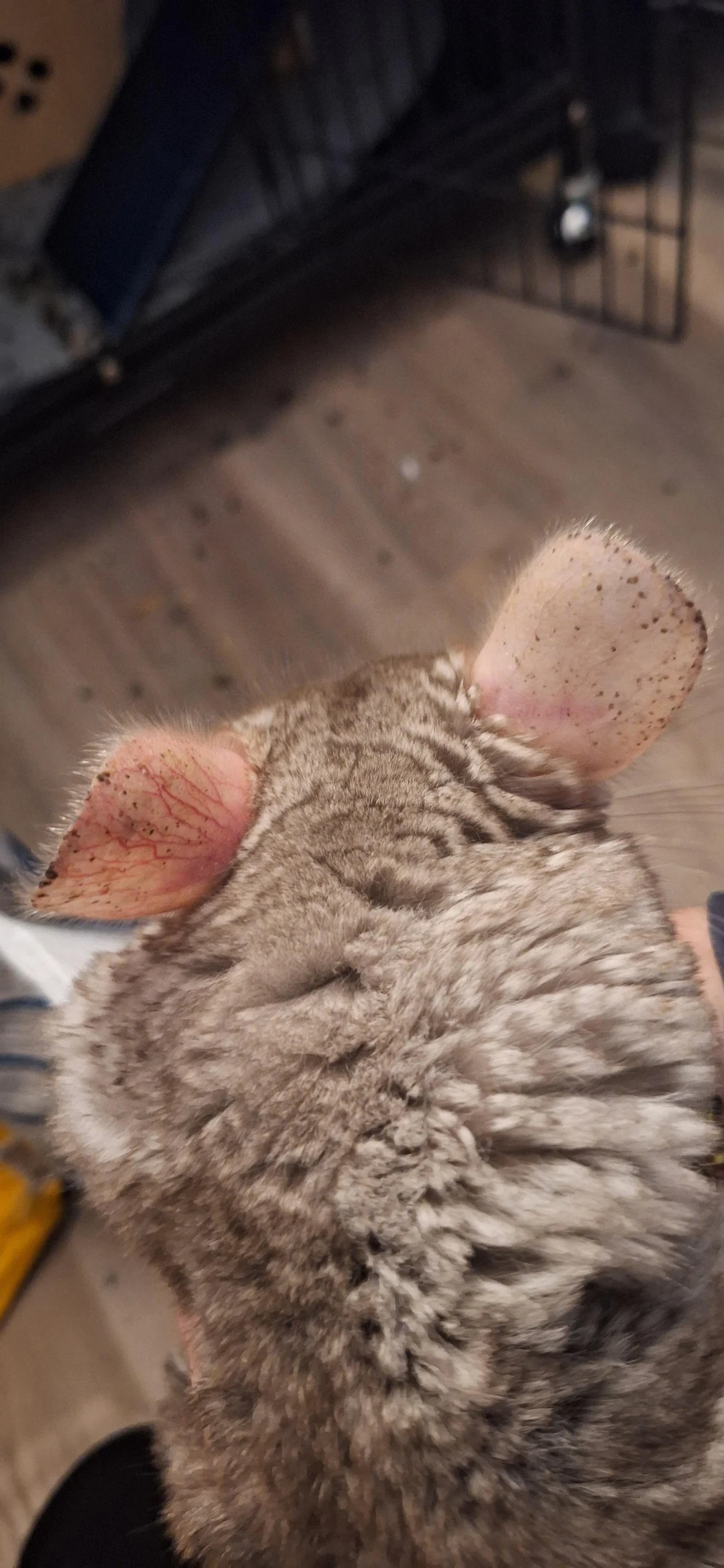 Chinchilla's ear is red | Scrolller