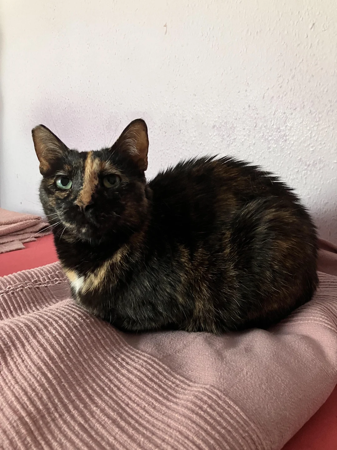 How would you rate this mini loaf? | Scrolller