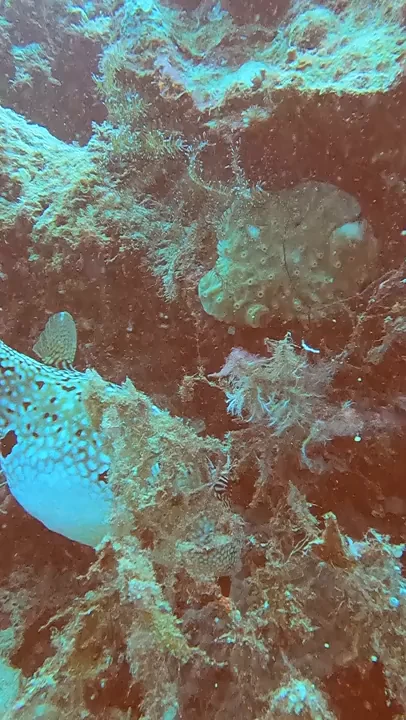 Saw this puffer during my Fish Identification dive 📍Panglao, Bohol | Scrolller