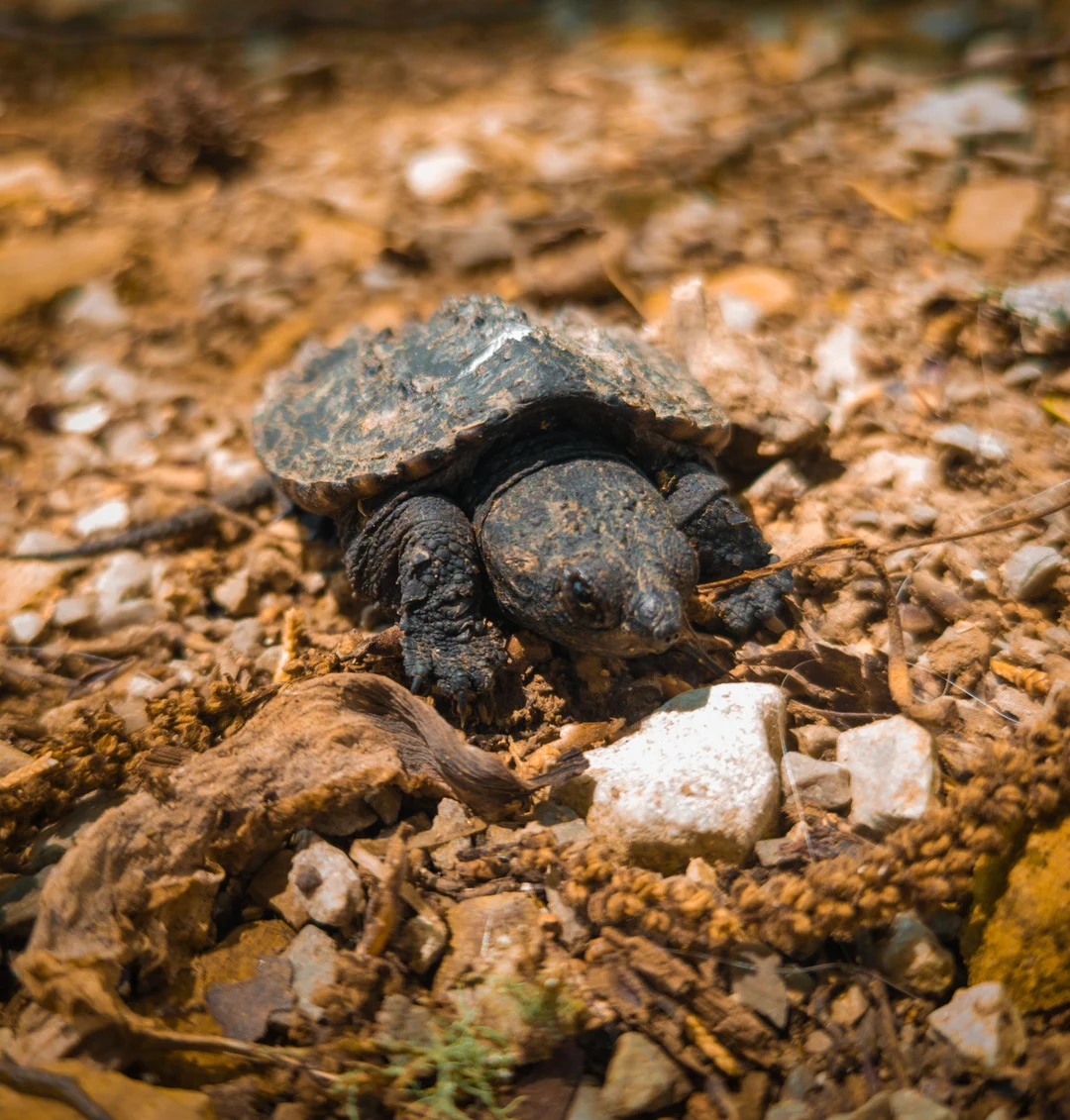 Baby snapper | Scrolller