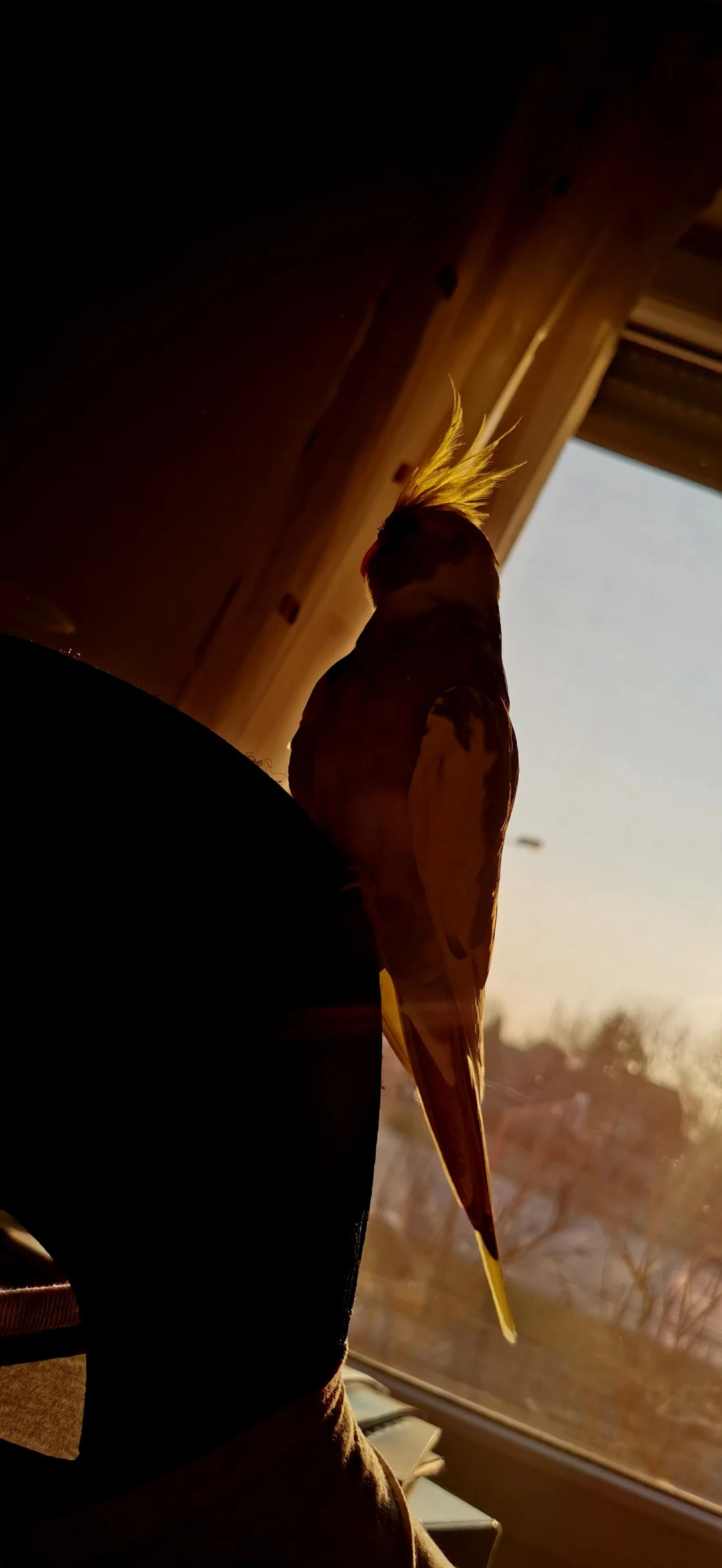 Koki taking the last sunrays of the day 😊🦜🌄 | Scrolller