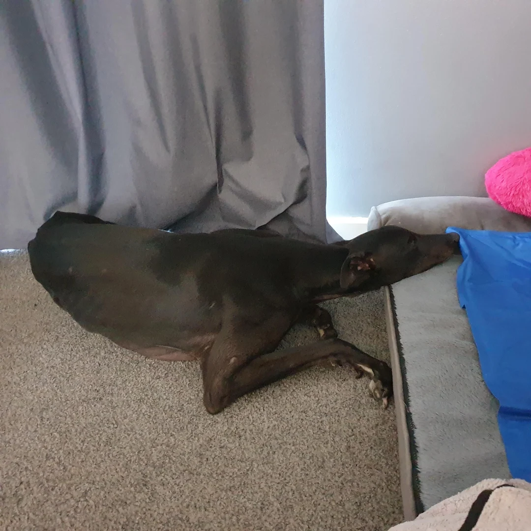 It's not a bed it's a headrest silly human! | Scrolller