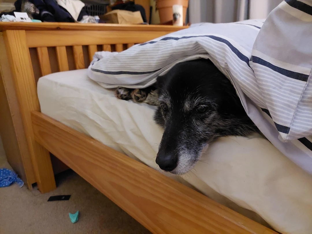 Weird looking bed bug | Scrolller