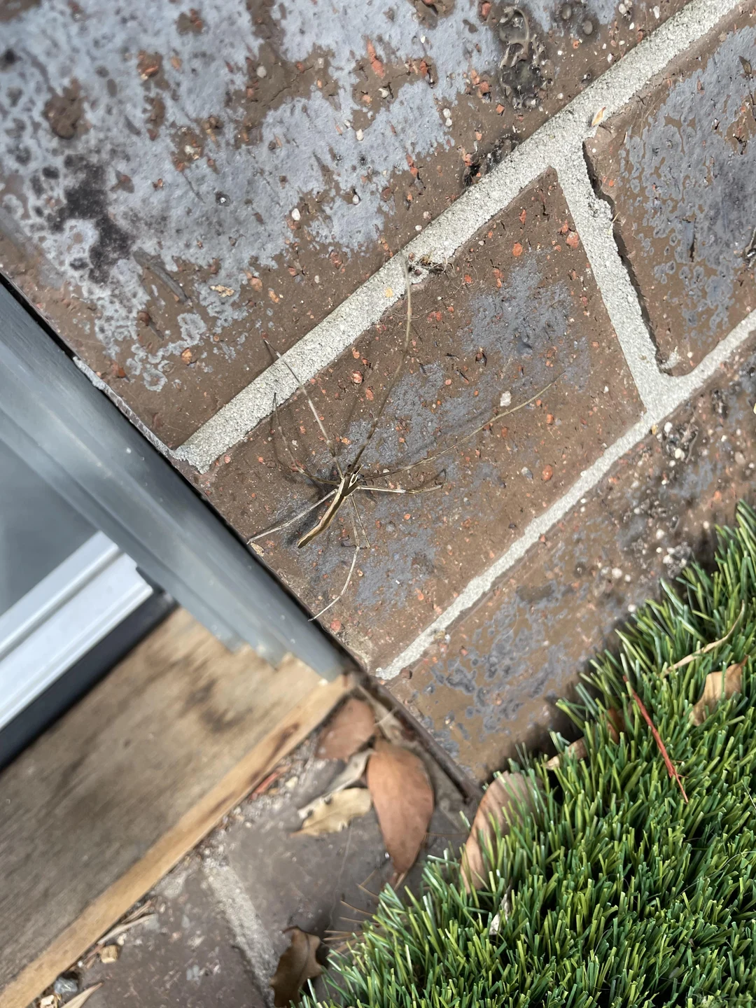 What is this spider? | Scrolller