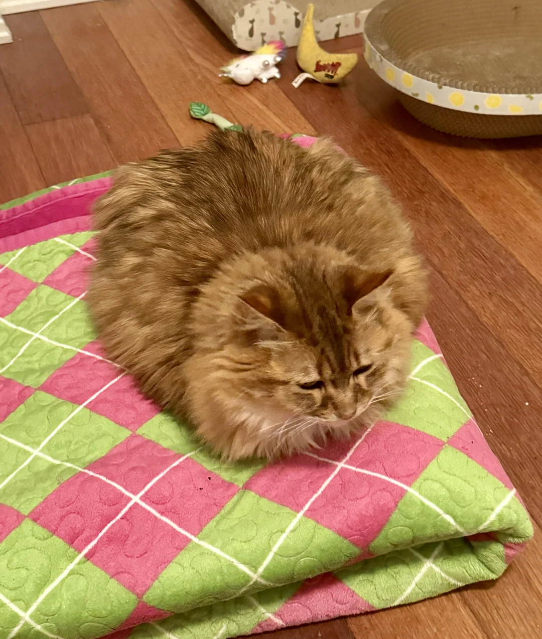 Round loaf | Scrolller