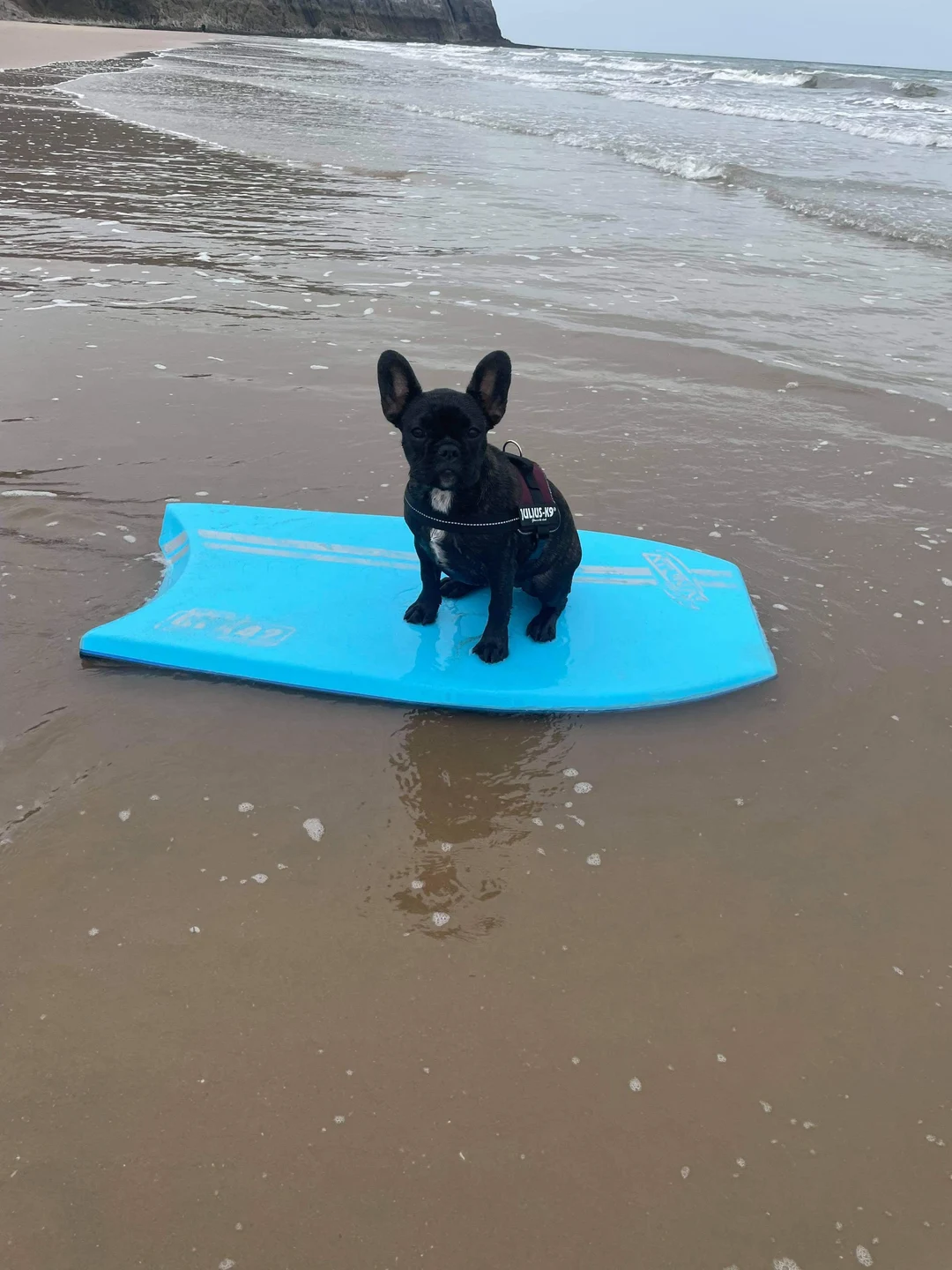 Surfin’ Dog | Scrolller