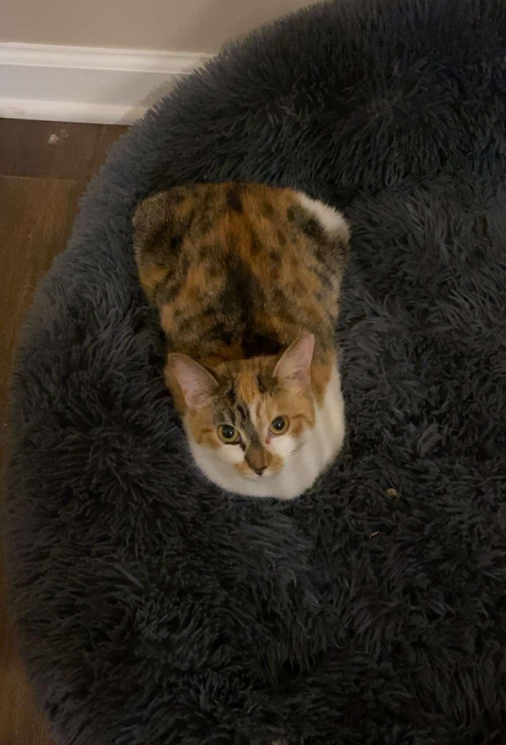 Aerial View of Calico Tabby Loaf | Scrolller
