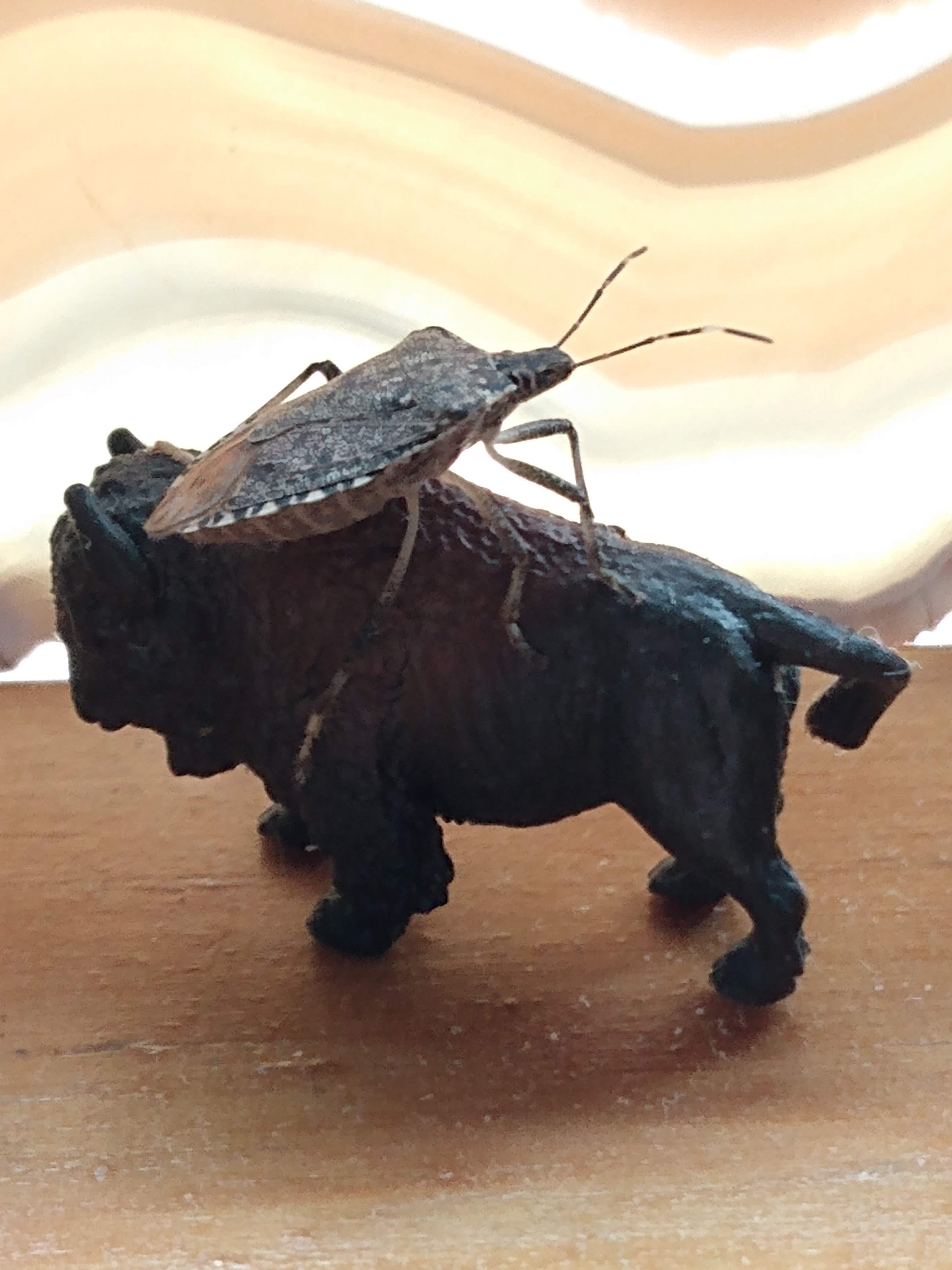 Stinkbug Riding a Tiny Bison Figurine in front of an Agate Slab [OC] | Scrolller