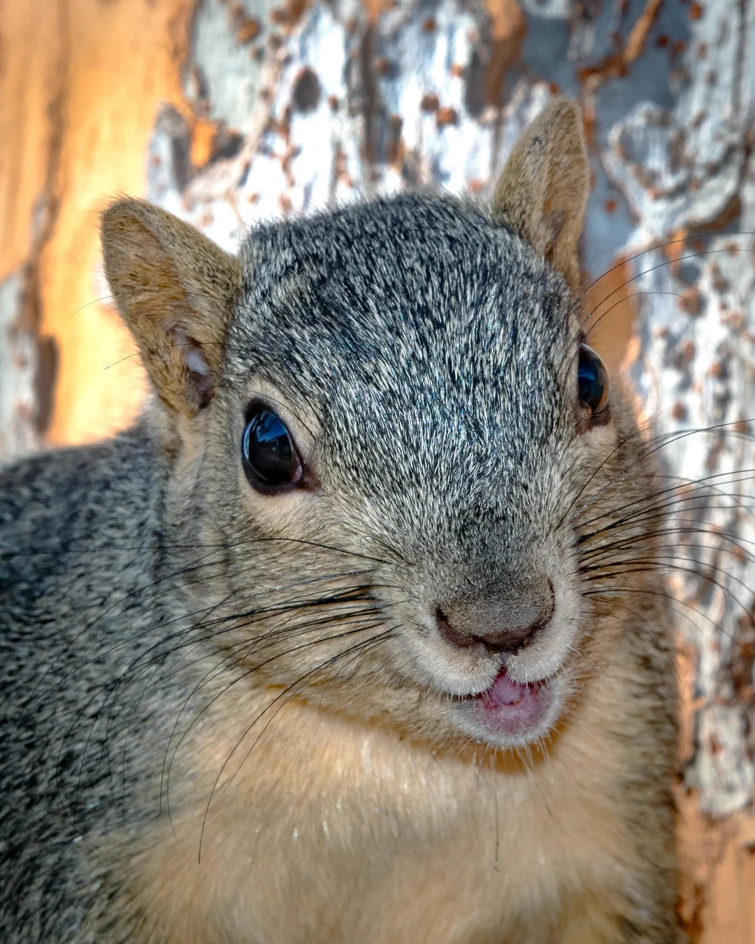 Super Happy Fun Time Squirrel | Scrolller