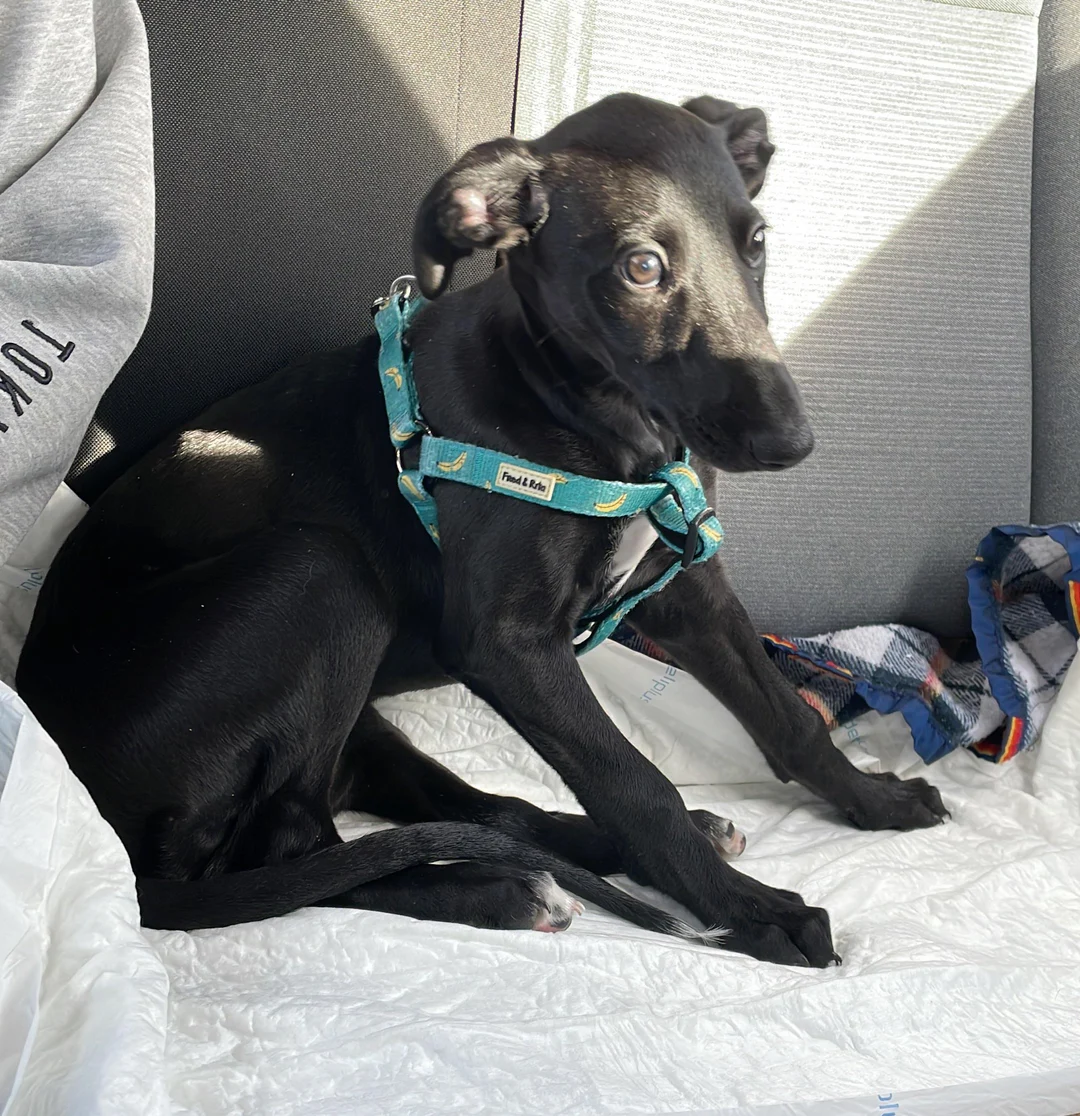 New greyhound puppy | Scrolller