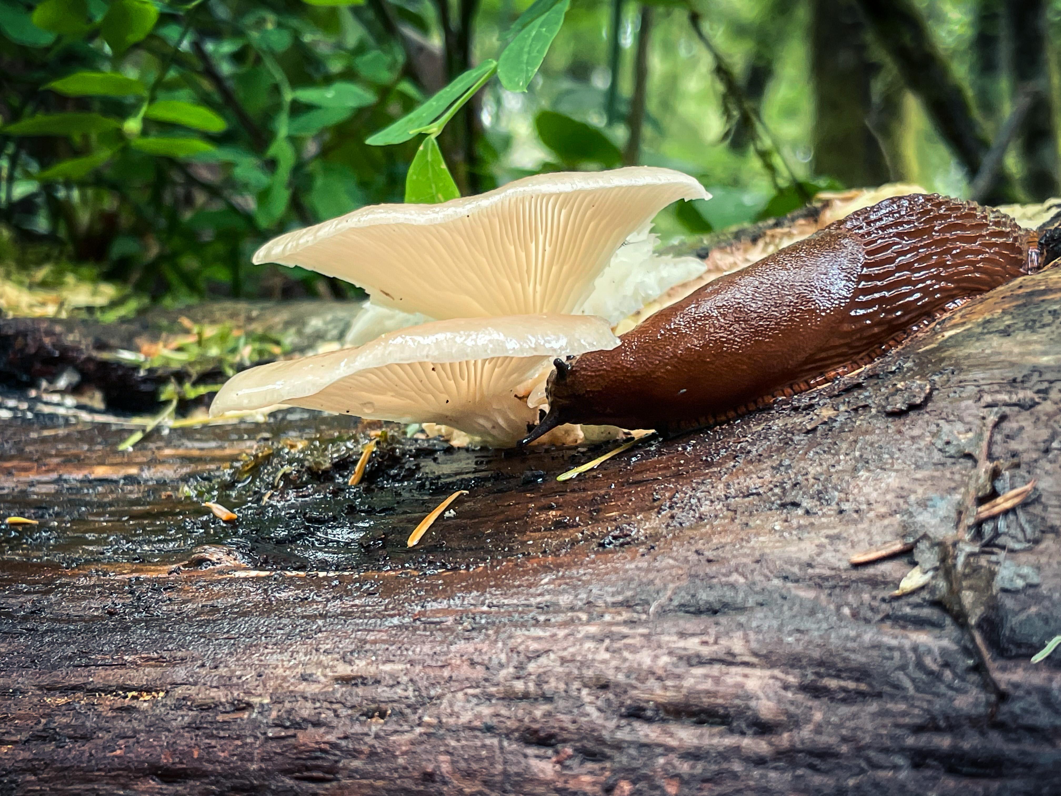 Lung oyster | Scrolller