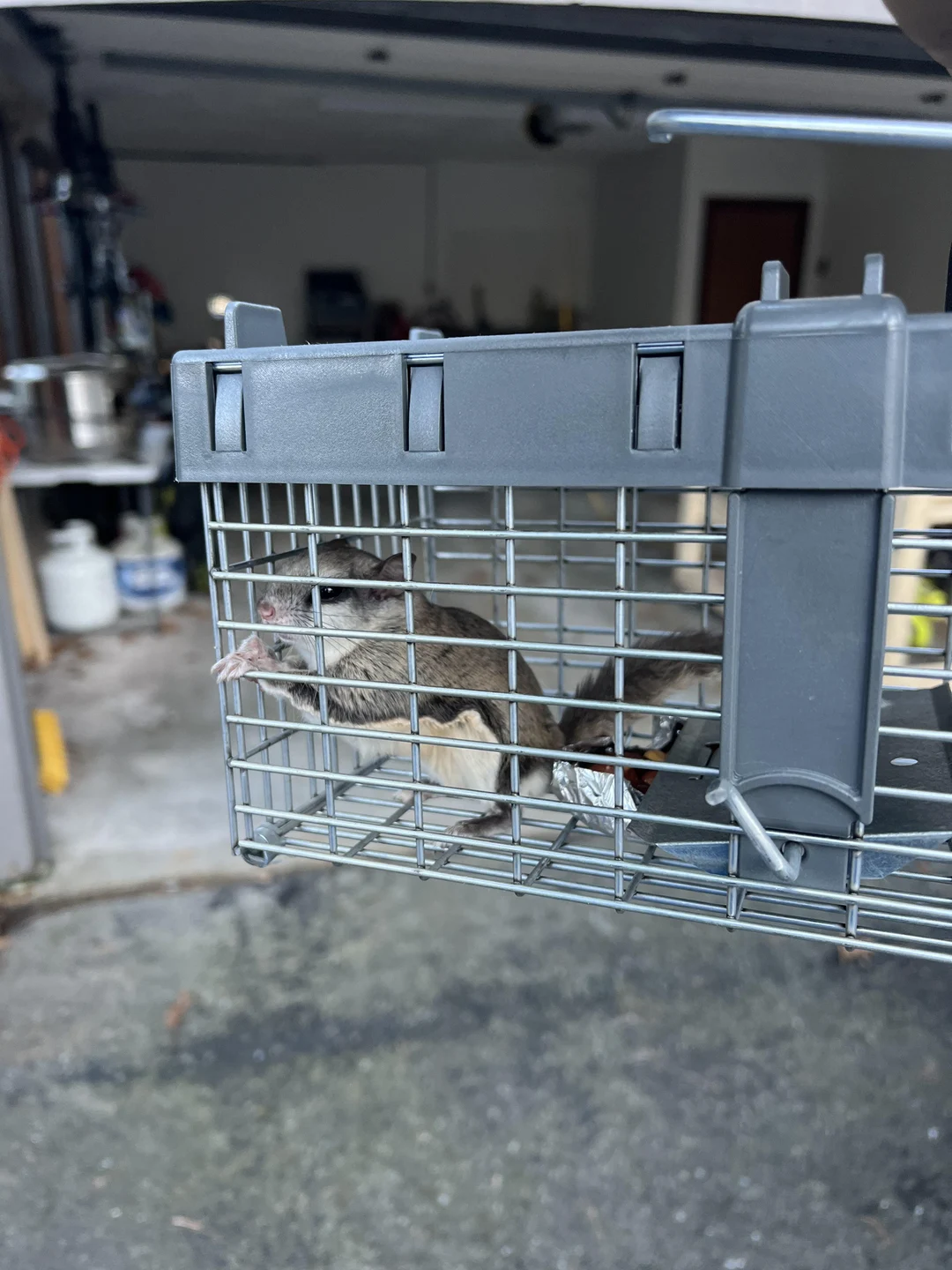 Discover more like Squirrels: Identification Help and Related Content | Scrolller