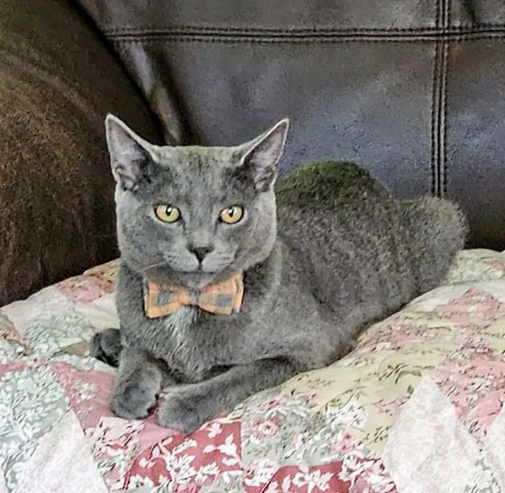 Distinguished man | Scrolller