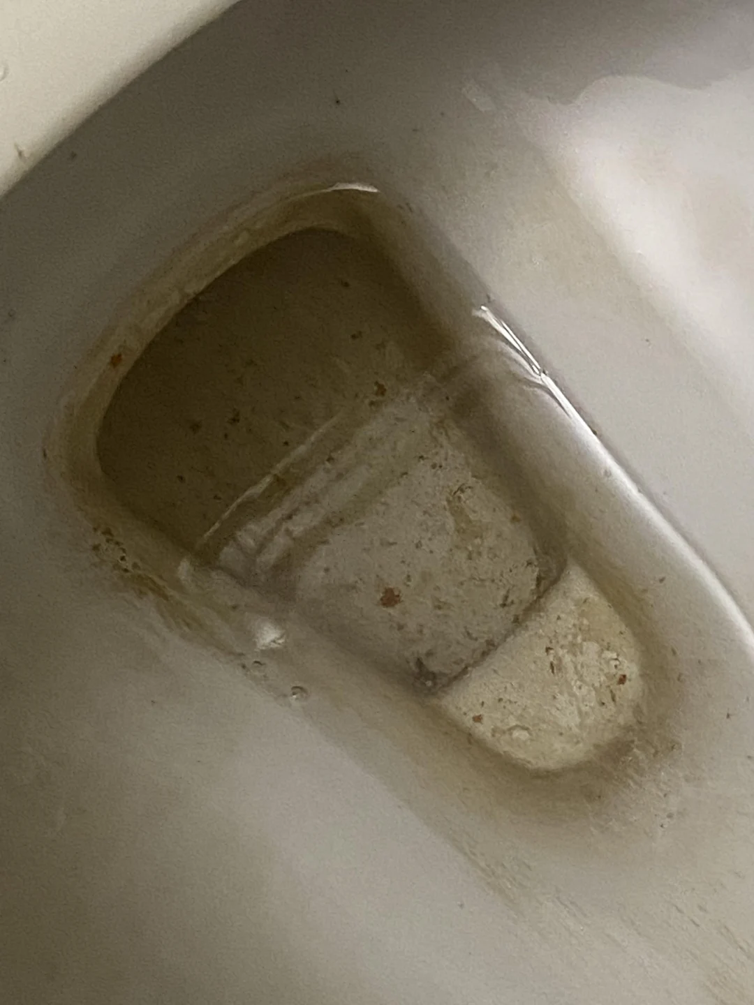 What is this that comes back up when I flush my toilet? | Scrolller