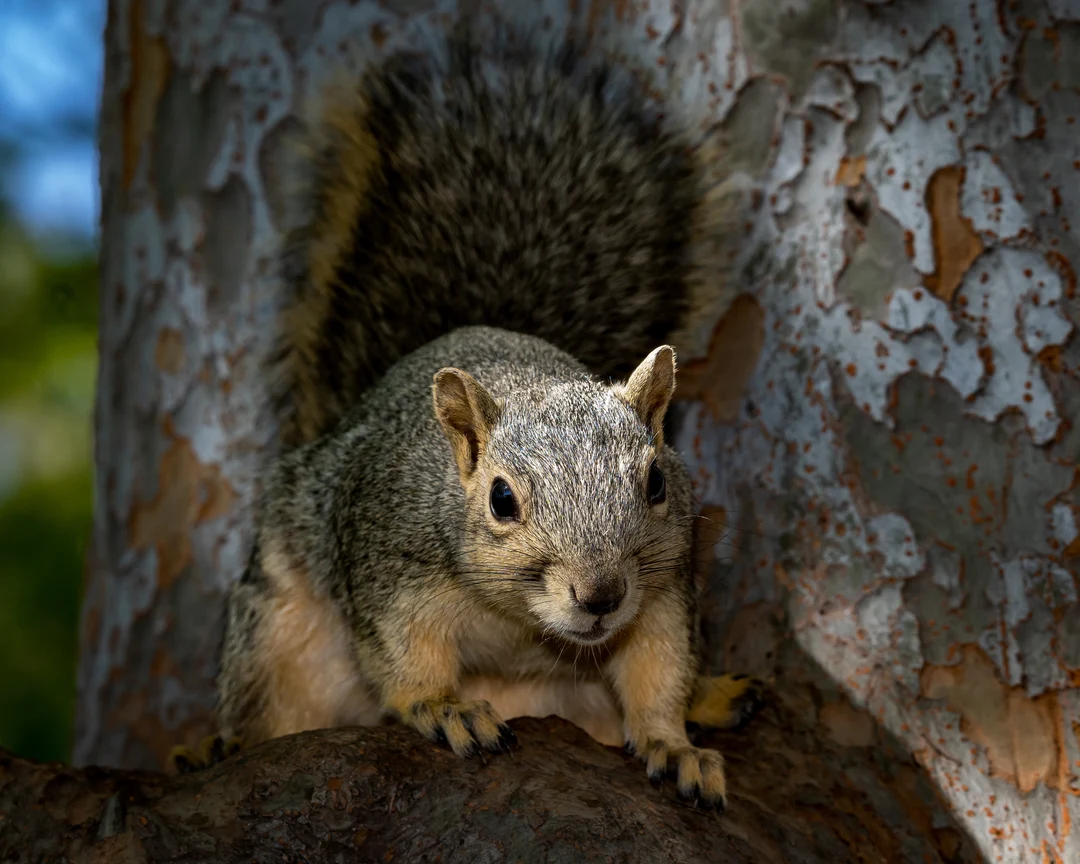 Shadow Squirrel | Scrolller