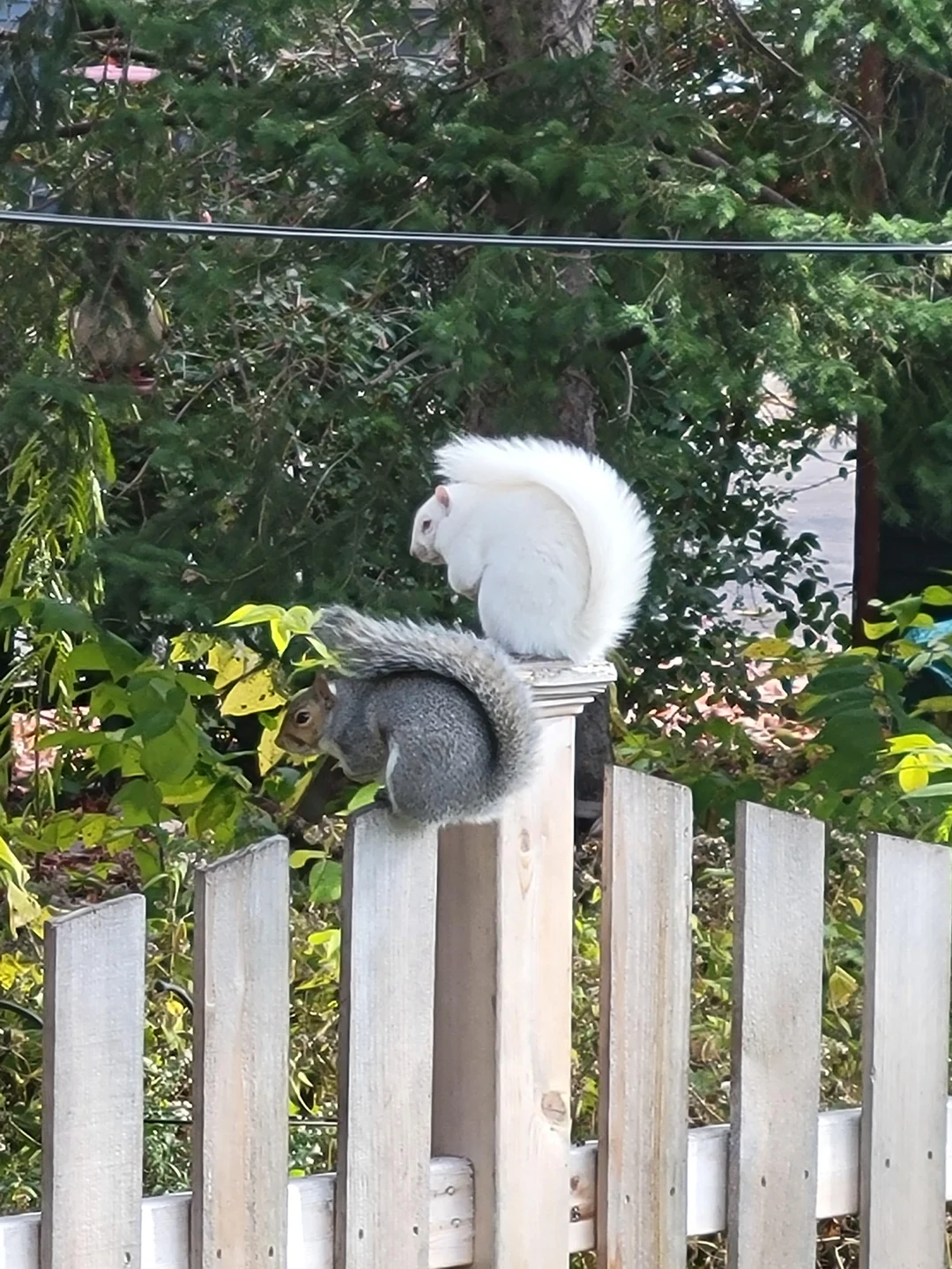 A couple of squirrels 🩶🐿🤍 | Scrolller