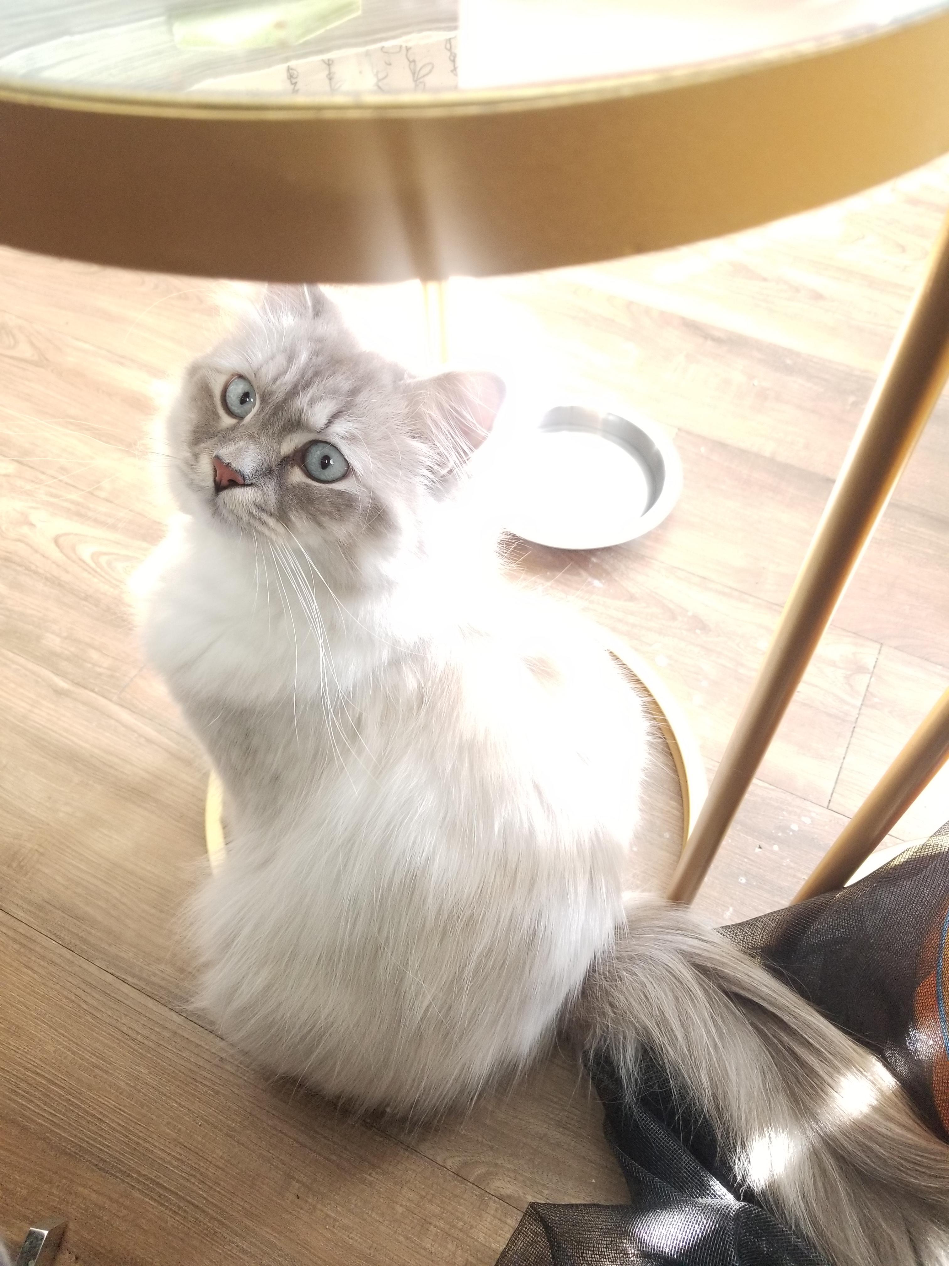 I moved in my chair and vanilla was mildly startled | Scrolller