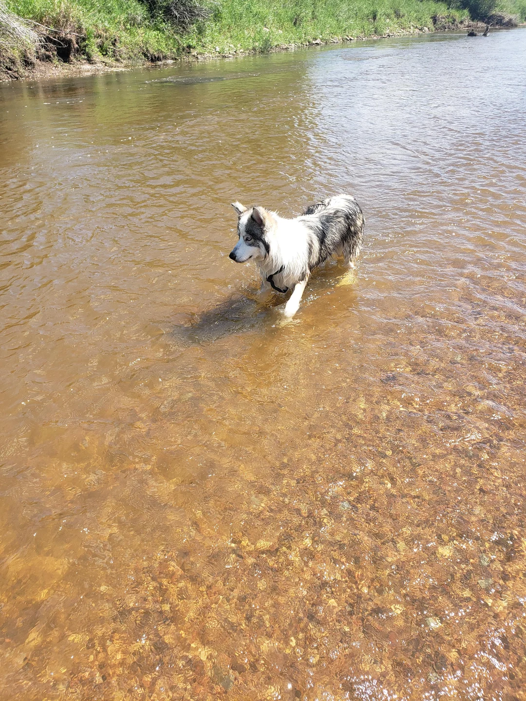 Frank also chilling in a stream | Scrolller