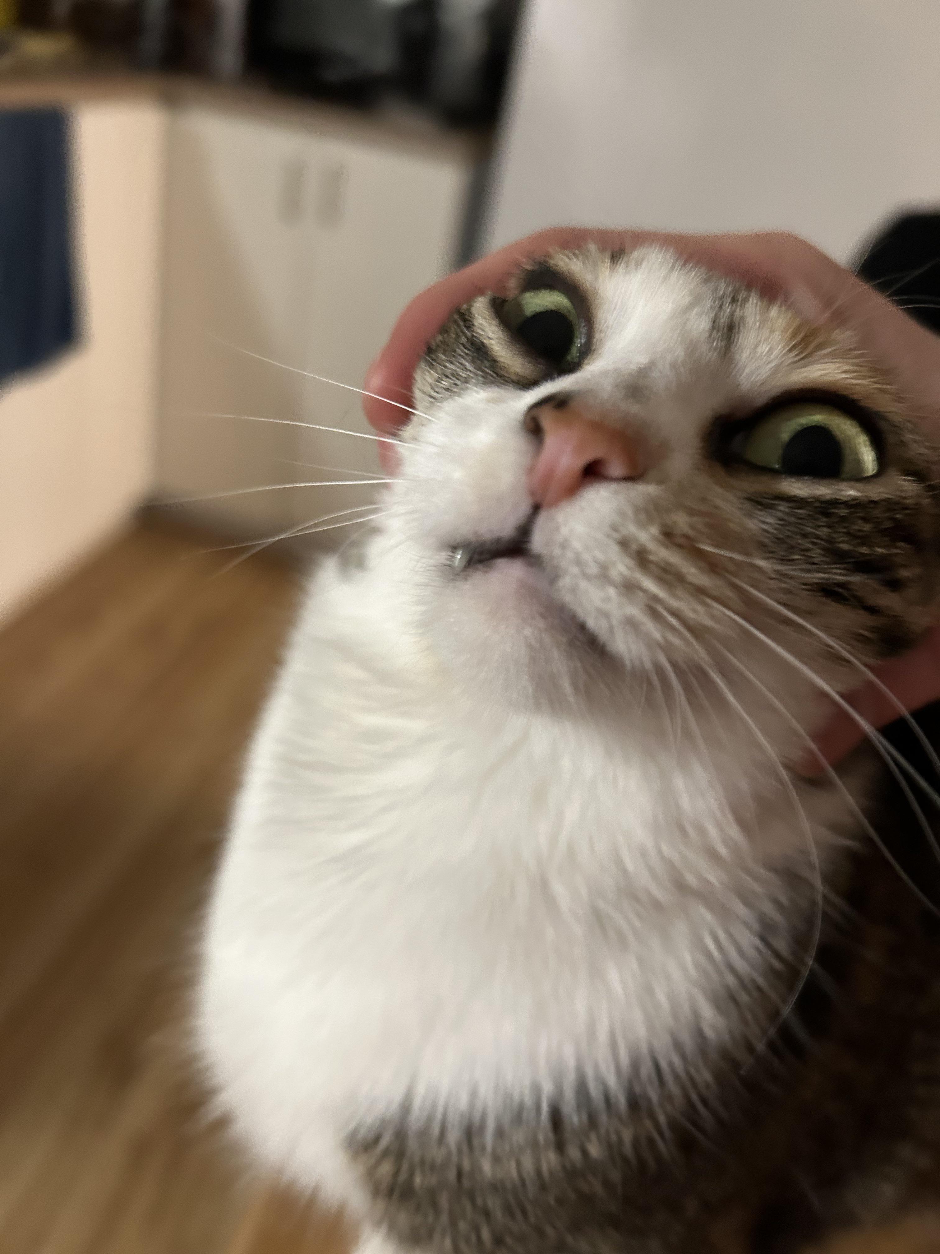 My little Koya showing her lil tooth | Scrolller