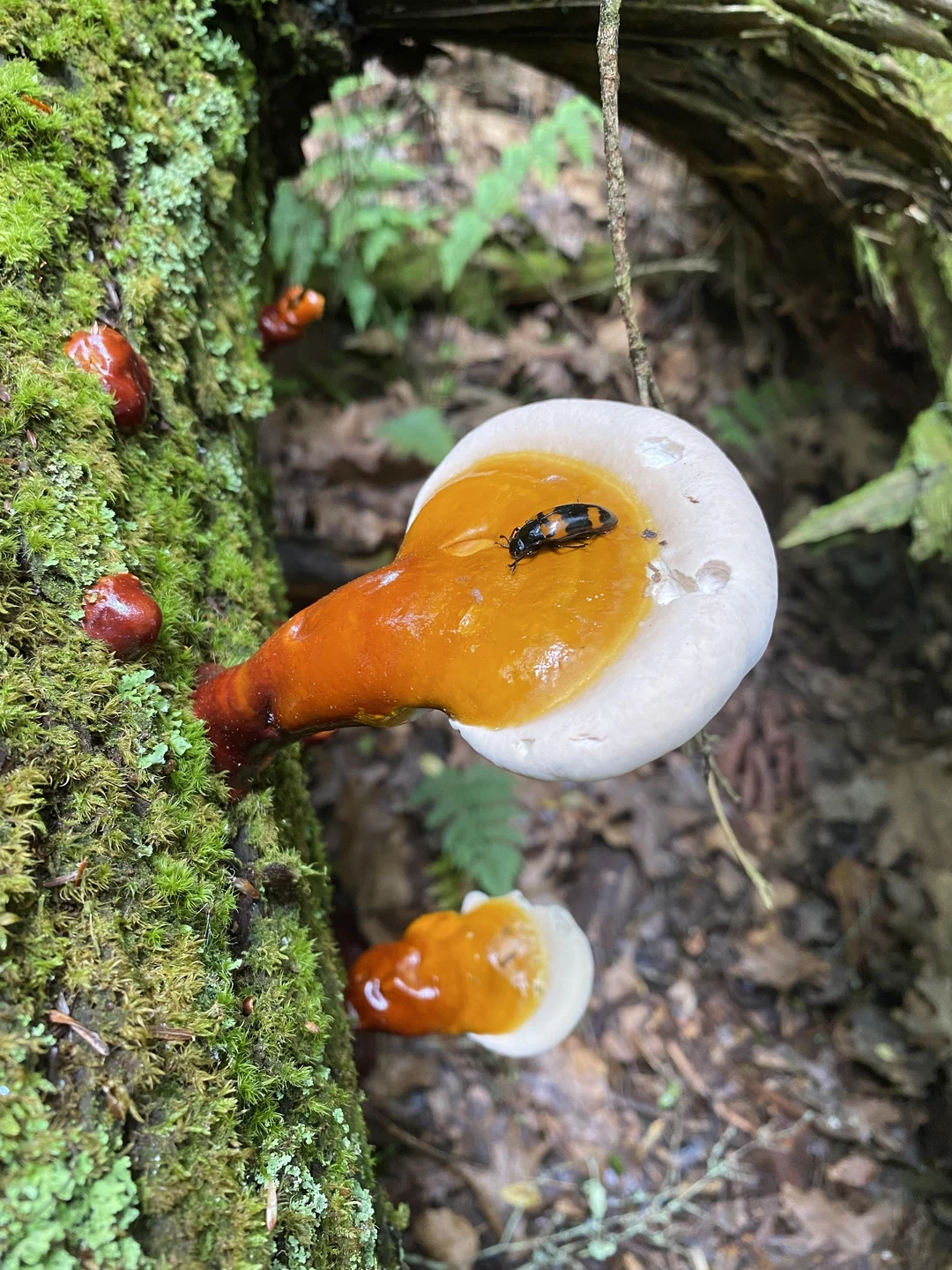 Reishi With fungus Beetle. | Scrolller