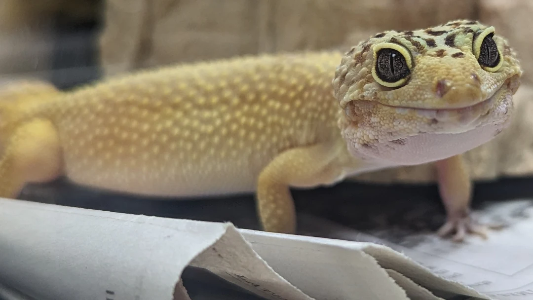 Introducing Her Royal Highness Lady Clementine | Scrolller