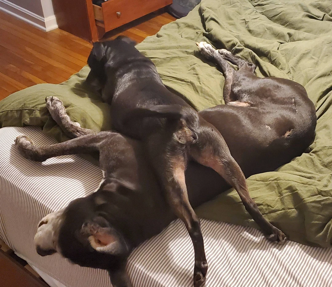Two for one bonus! These two weirdos will lay like this for hours. | Scrolller