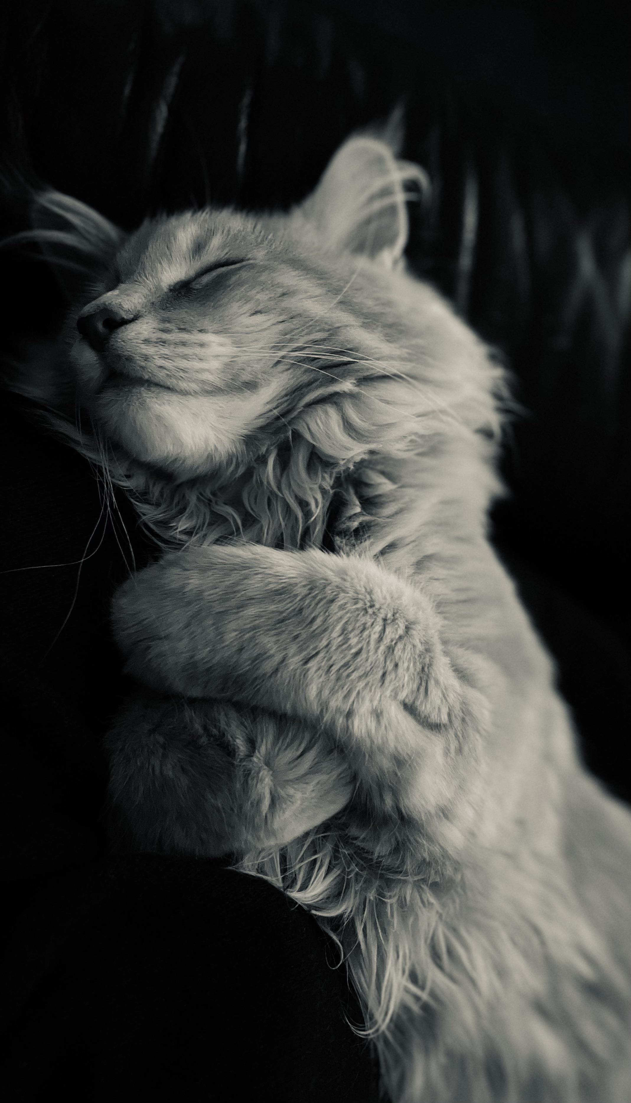 Cabbage cat | Scrolller