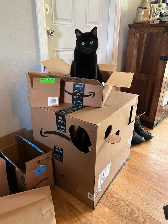 Apollo, king of the castle | Scrolller