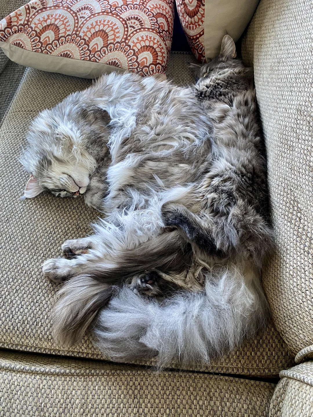 First time they’re having a snuggly nap 😻 | Scrolller