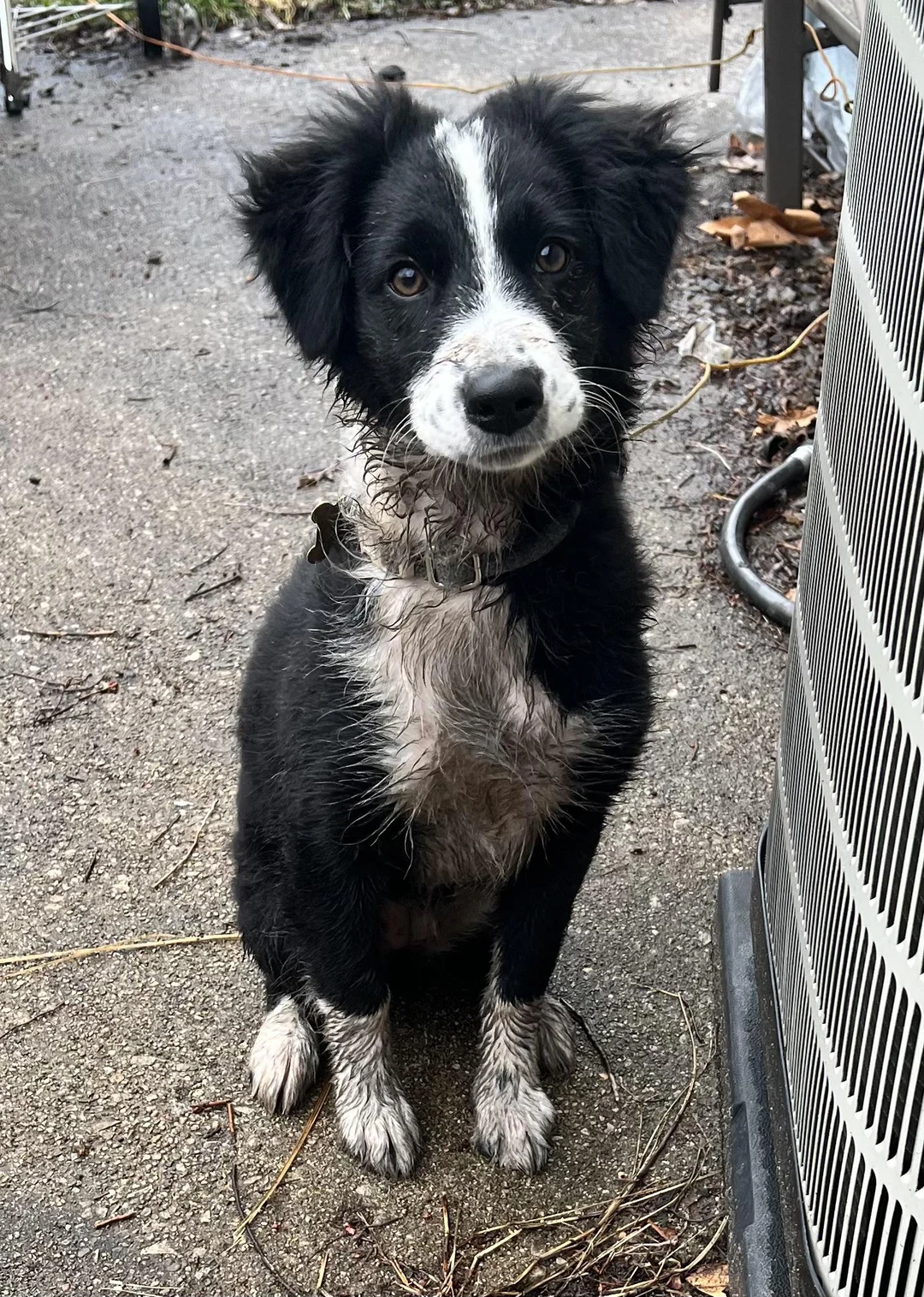 Muddy puppy | Scrolller