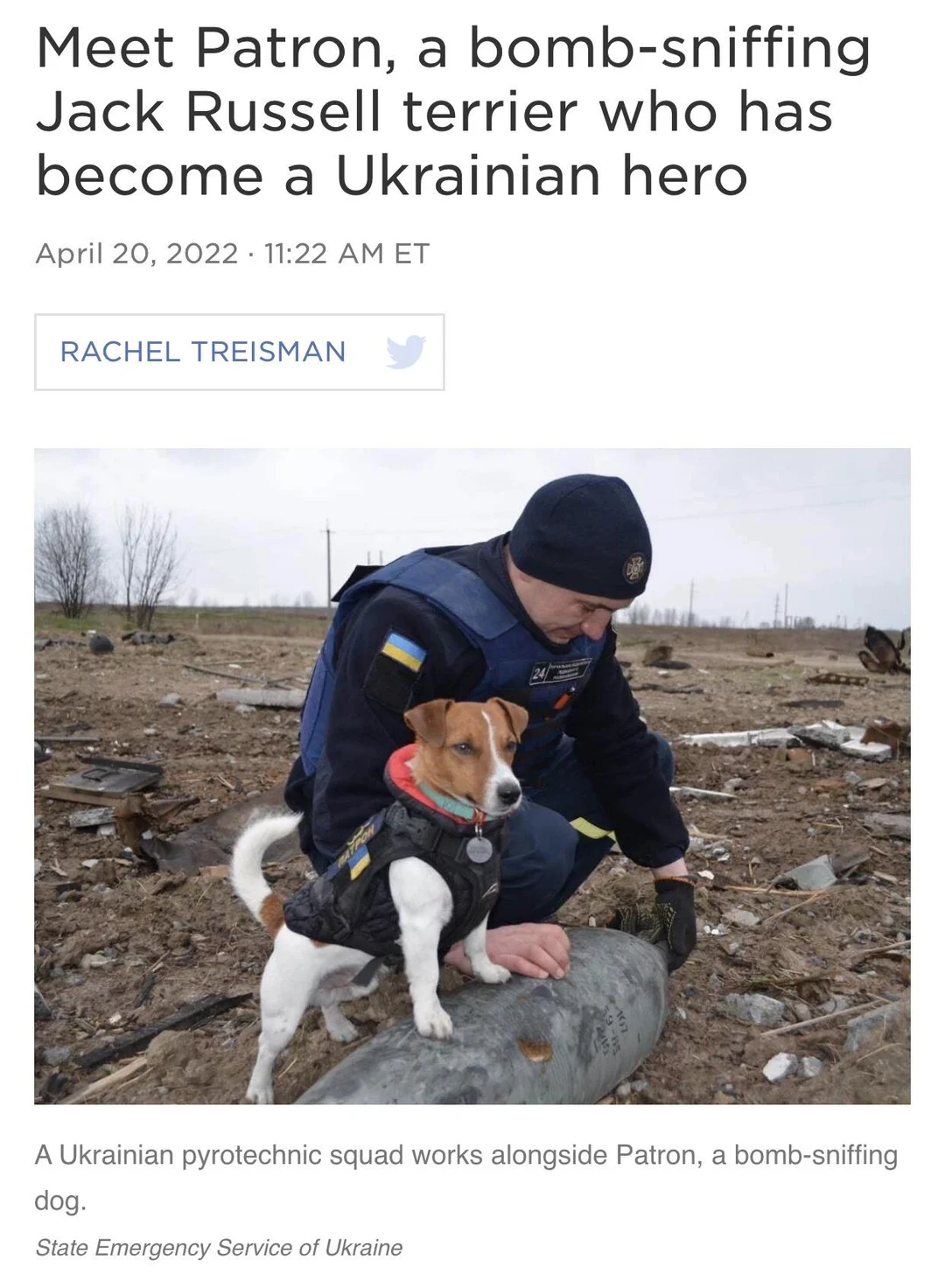 Patron, a bomb-sniffing Jack Russell terrier:) | Scrolller