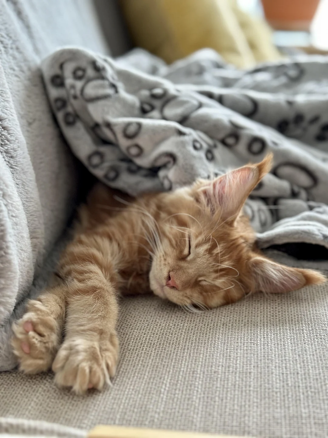 Milo is finally home :) | Scrolller