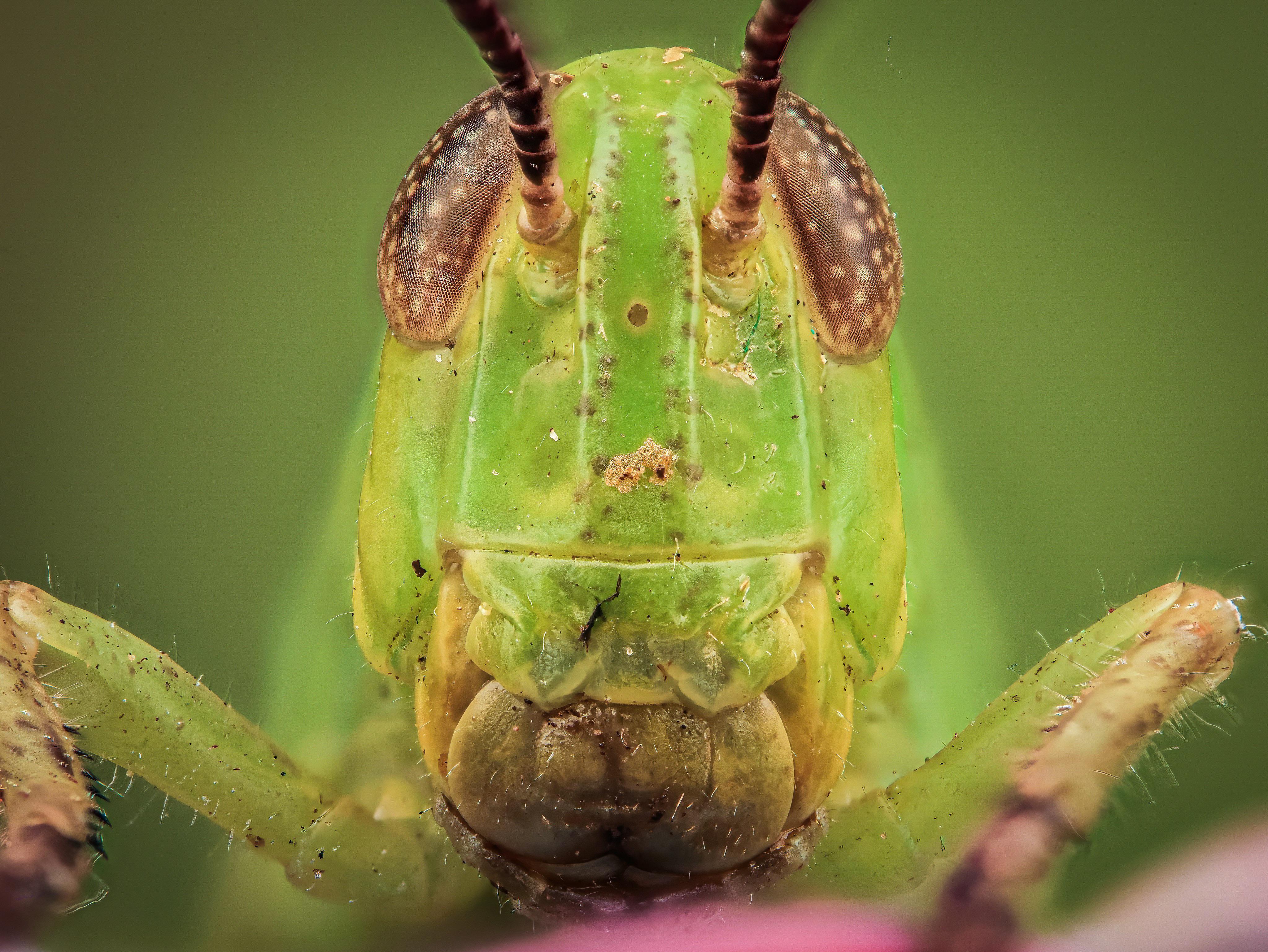 Green grasshopper | Scrolller
