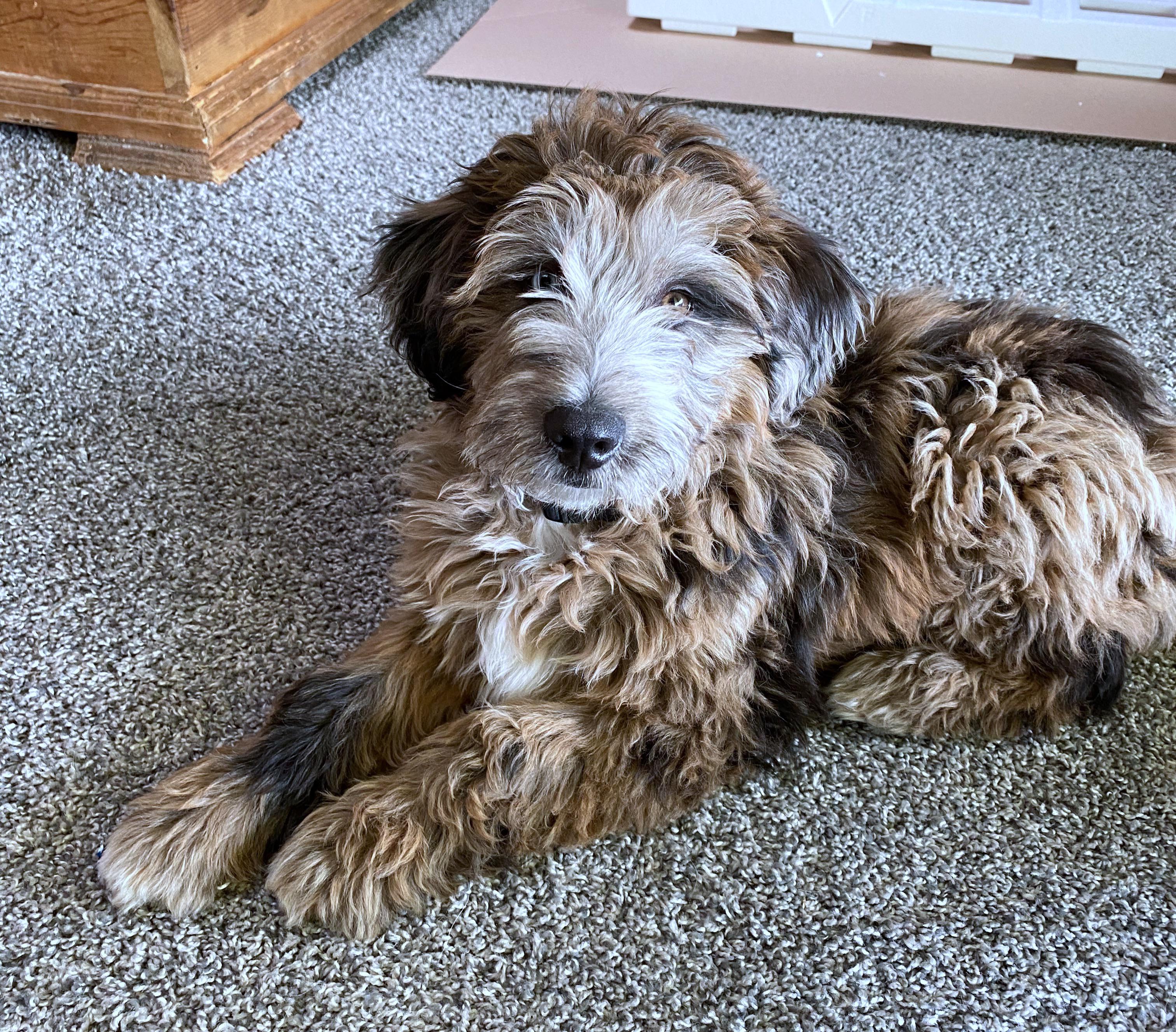 My new pup. Theodore the Aussiedoodle | Scrolller