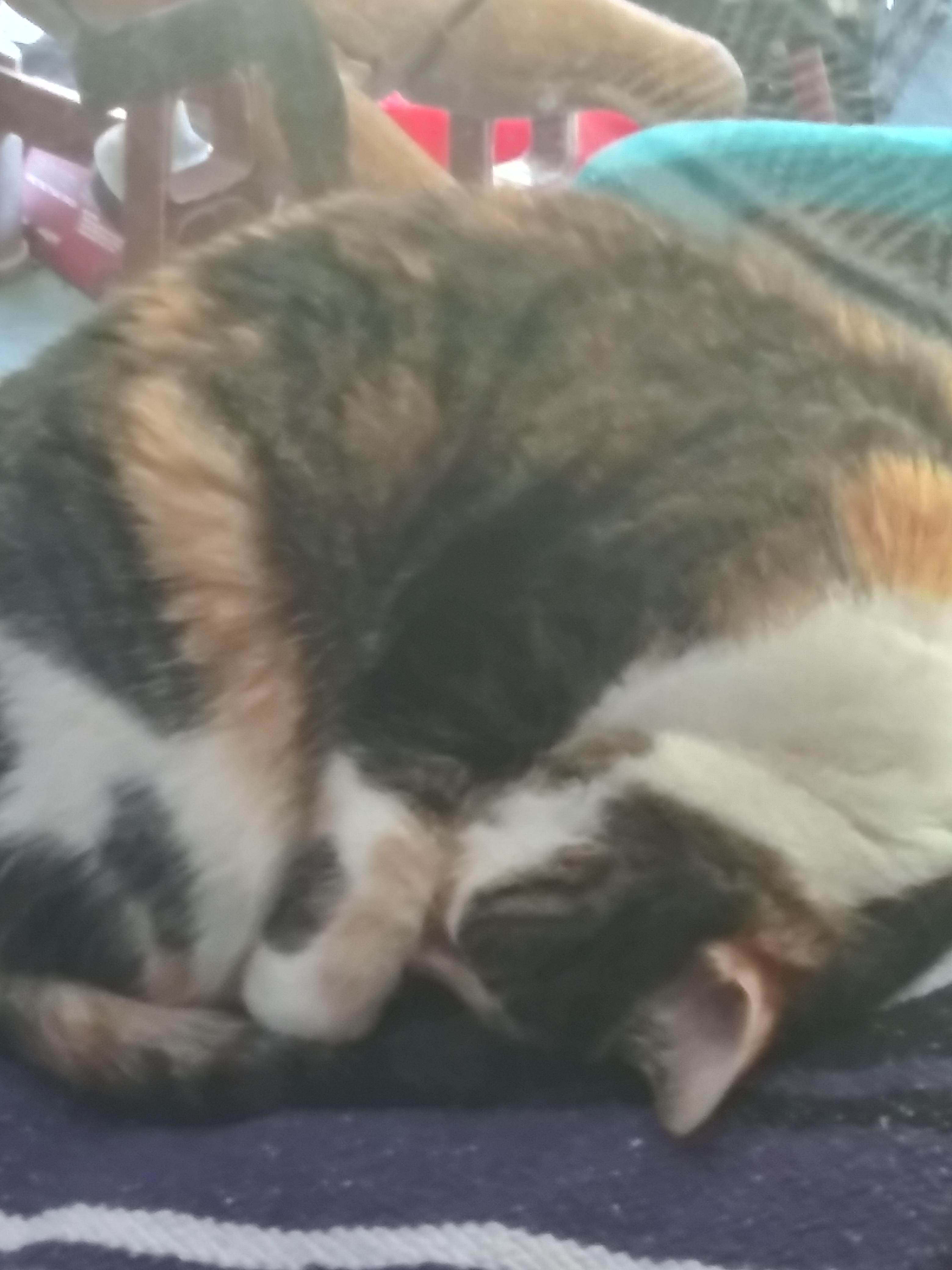 Cleocatra, Queen of Denial, takes her royal hourly rest | Scrolller