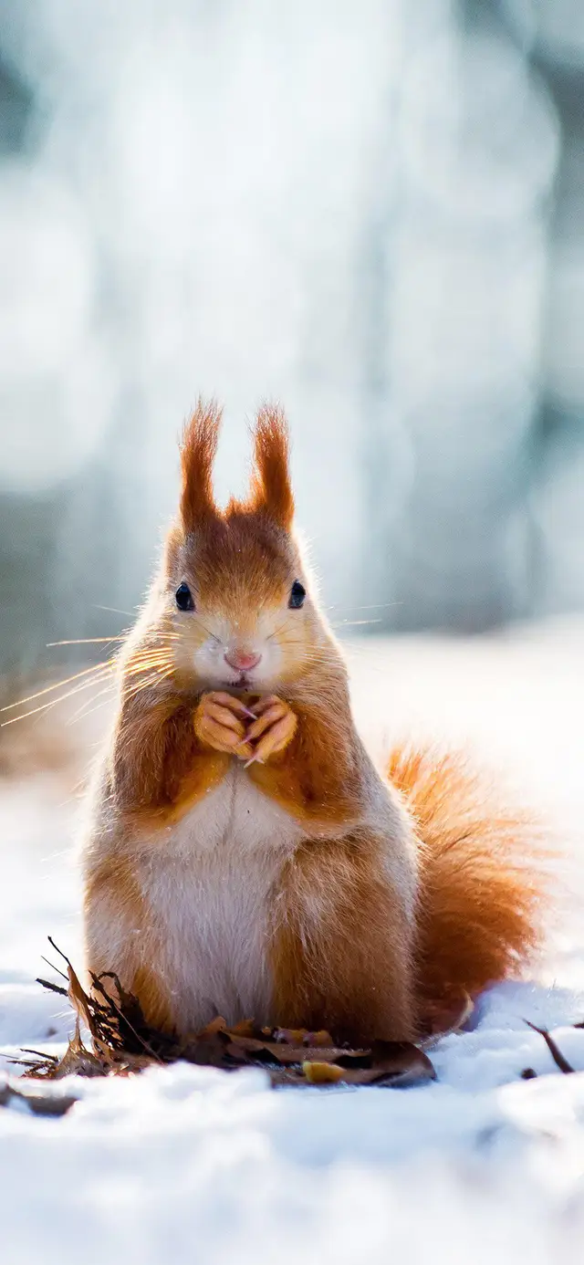 yes the animals they are all cute | Scrolller