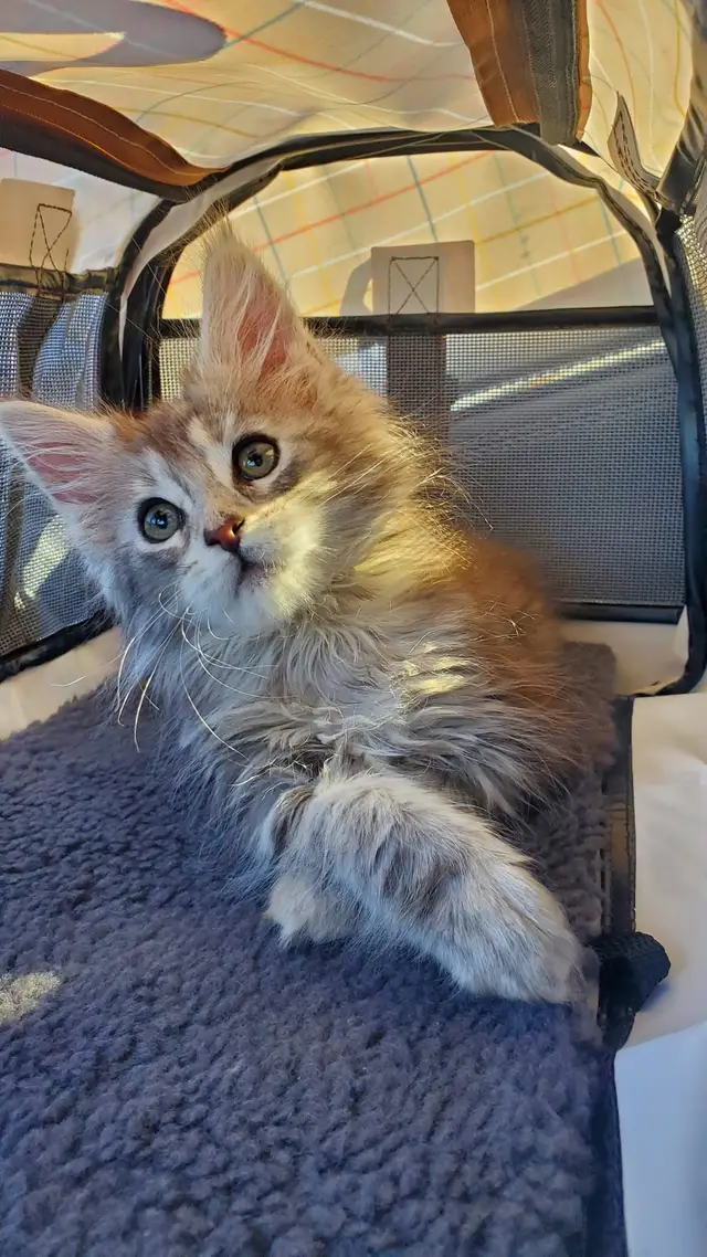 Meet Princess Penelope May | Scrolller