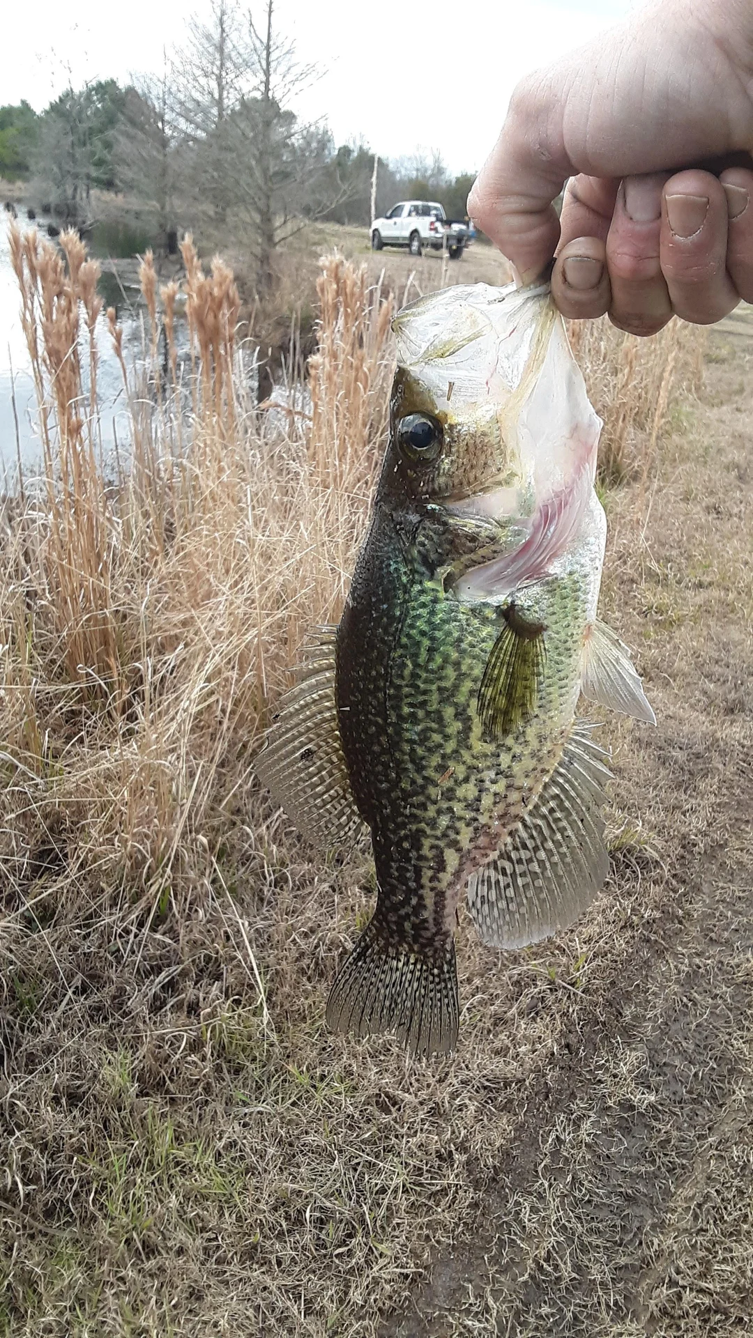 nice slab in a farm pond in Southeastern NC. catch&release | Scrolller