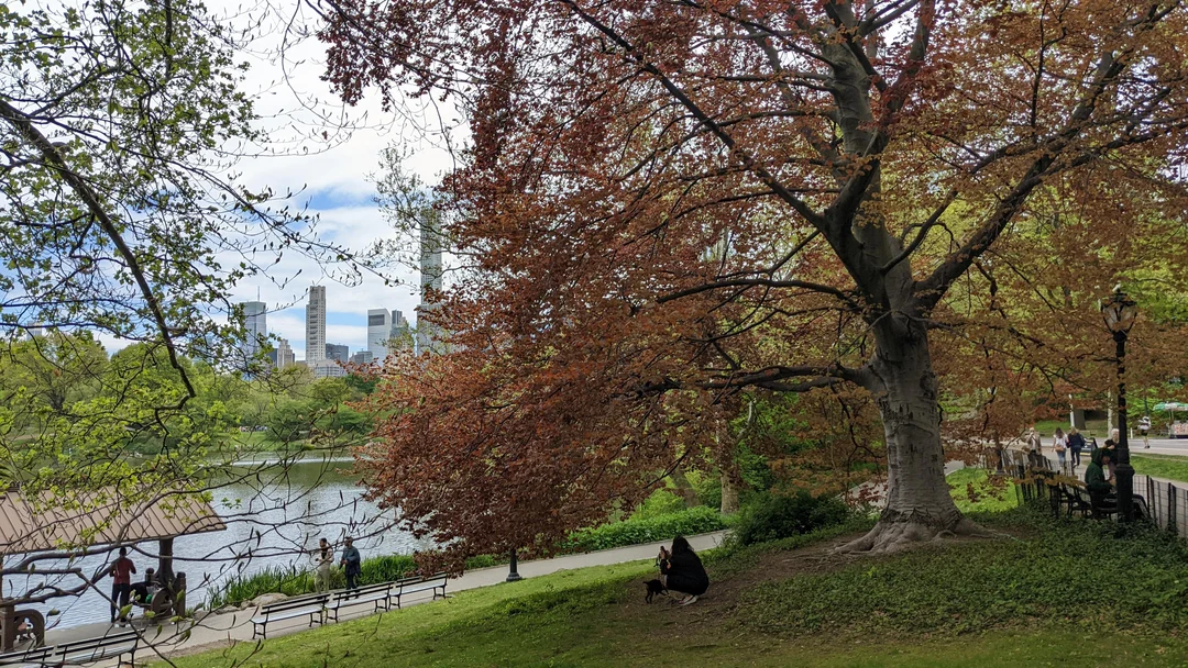 Central Park, New York City | Scrolller