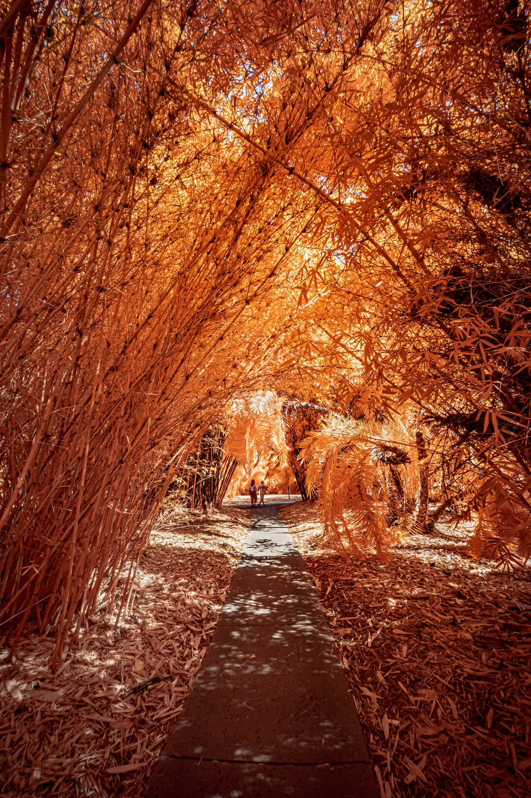 Bamboo Forest | Scrolller