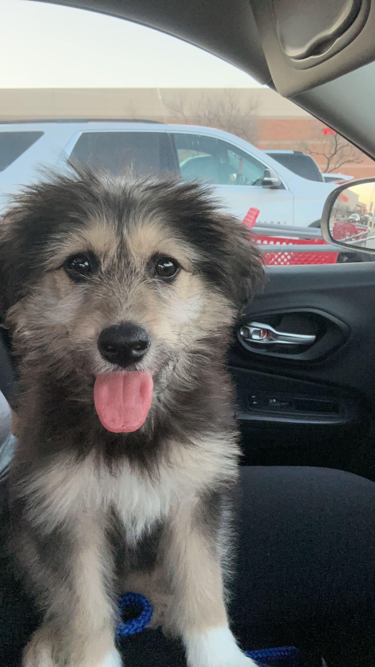 Help with identifying puppy breed! | Scrolller