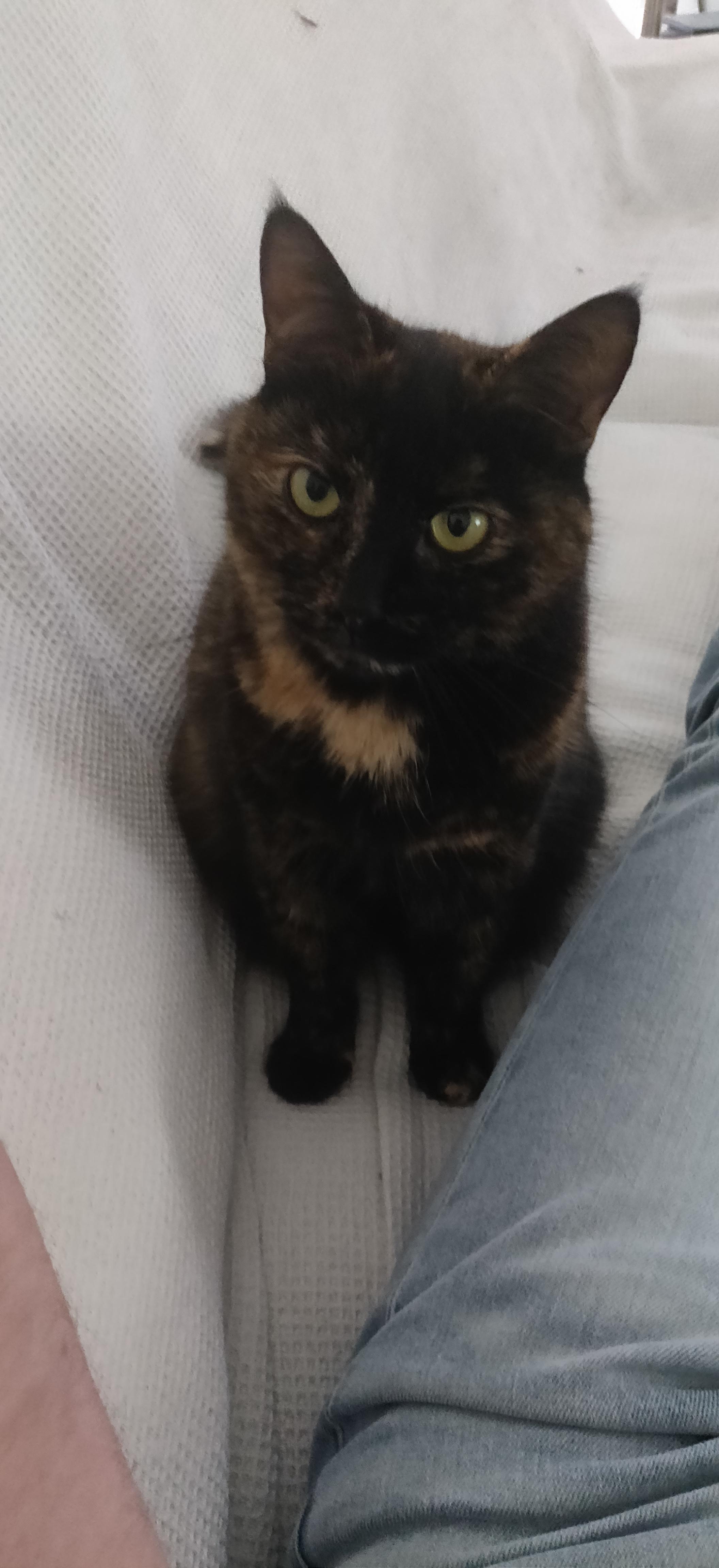 Thought I'd share a picture of my KitKat with you all | Scrolller