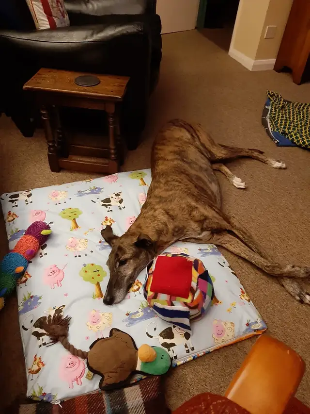 Bed Fail! | Scrolller