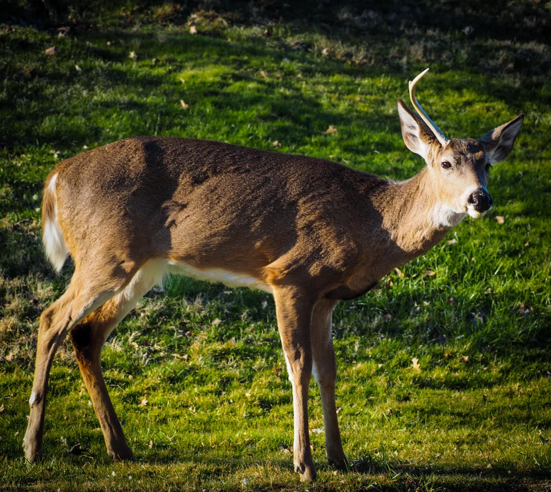 Came across this lopsided guy | Scrolller