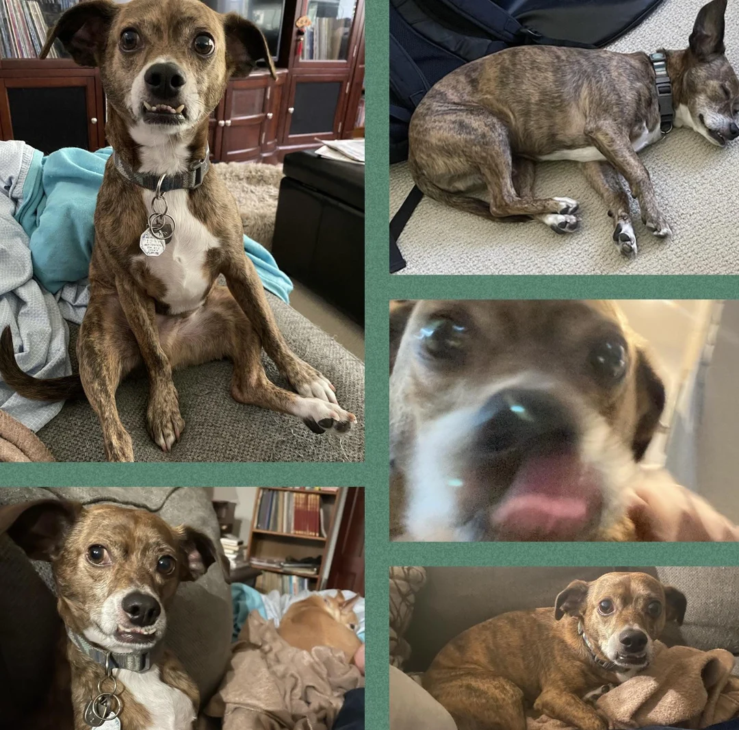 back by popular demand: gizmo! | Scrolller