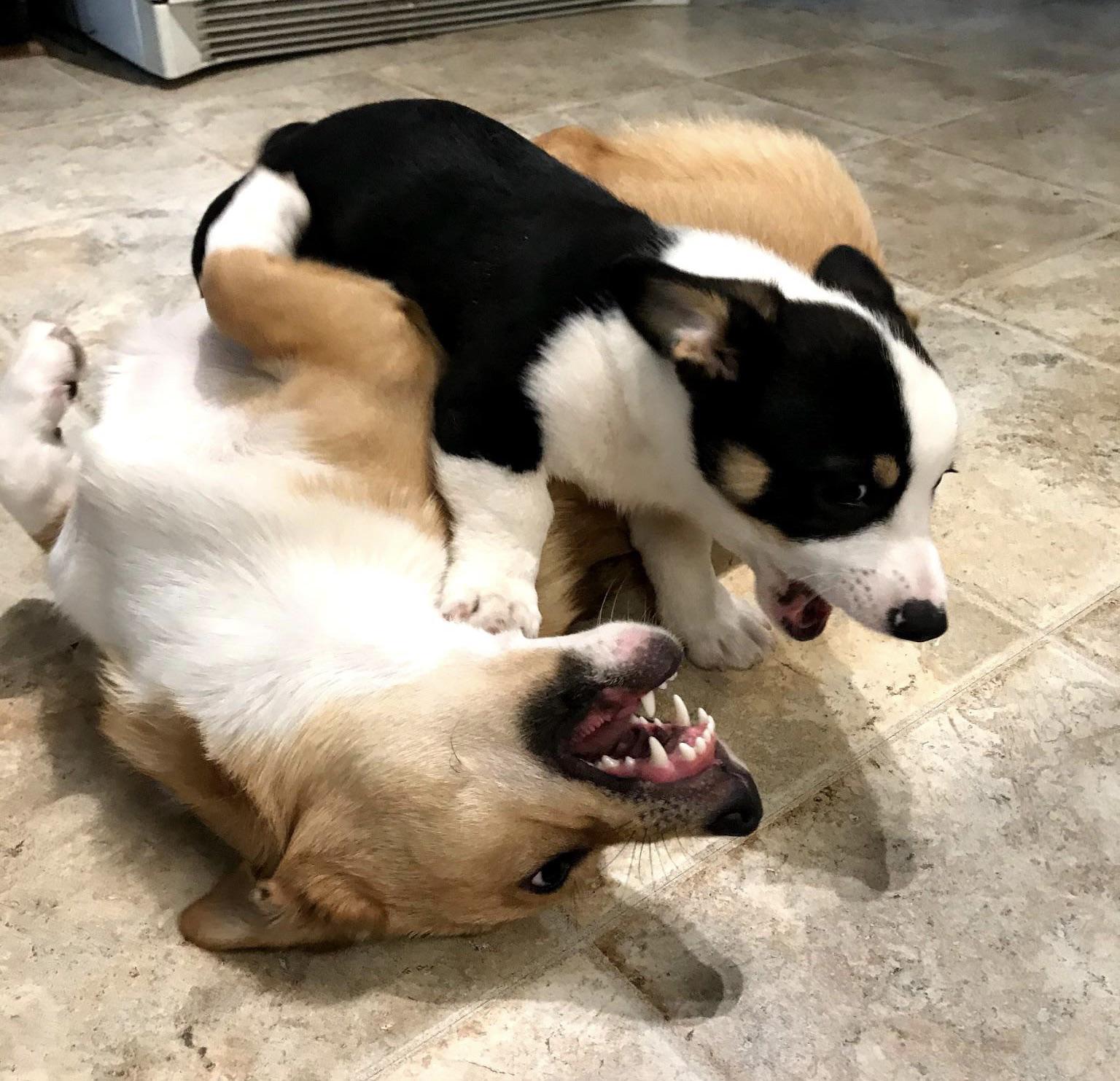 (OC) We call them Orca vs Shark | Scrolller