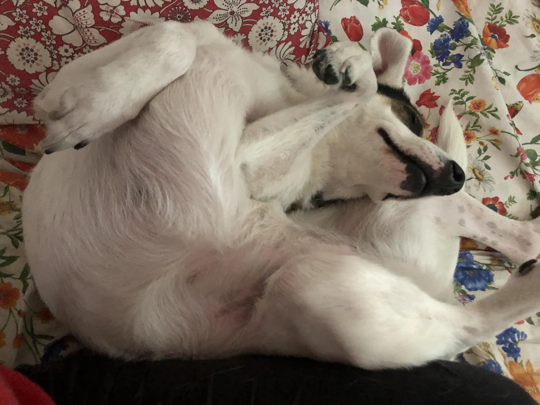Perfectly normal position for napping | Scrolller