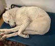 Weird sleeper. Not my dog. | Scrolller