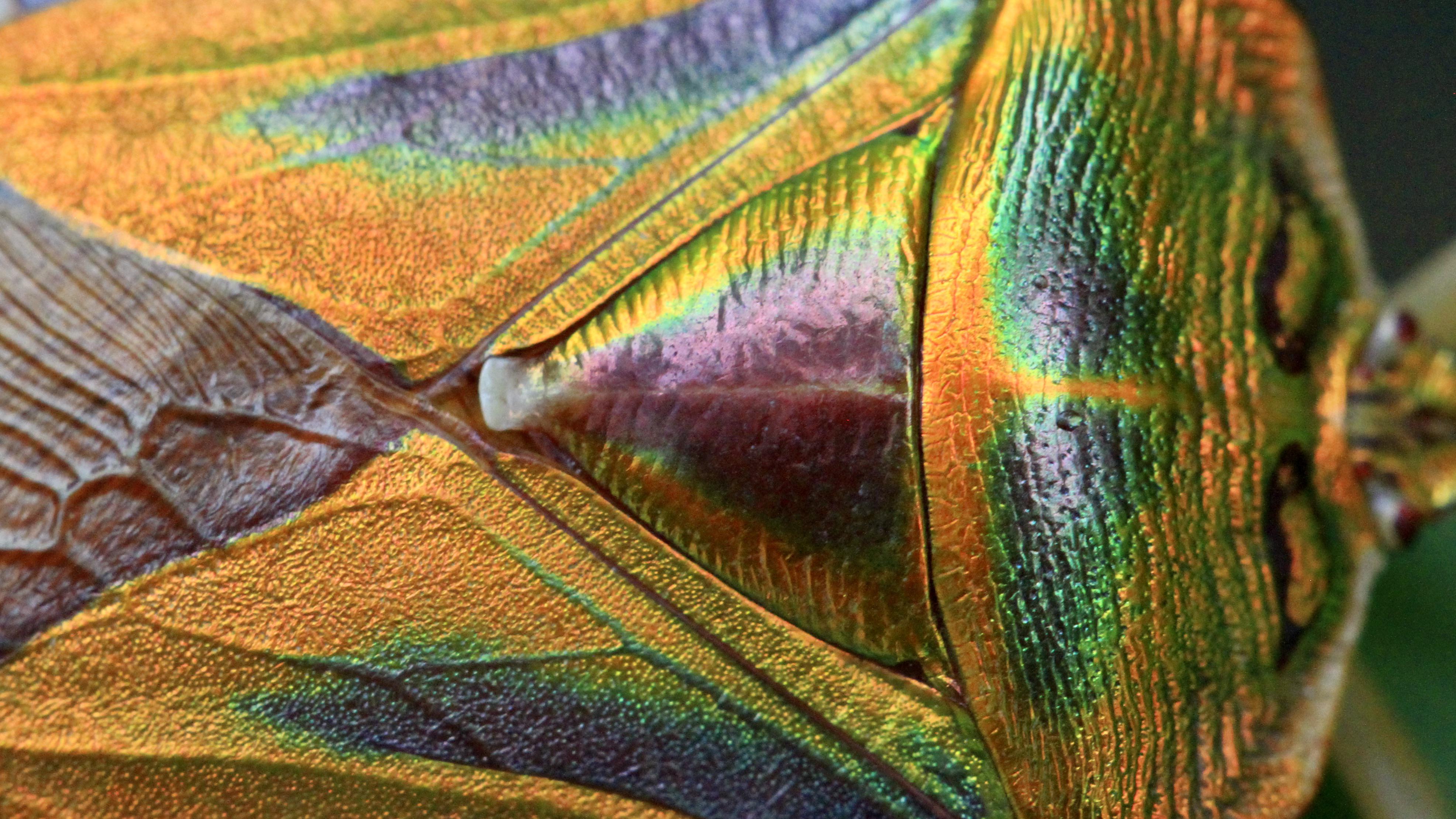 [OC] Beautiful Design of the Mattiphus Shield Bug | Scrolller