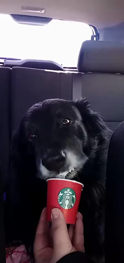 [OC] Old man Pooch loves his pup cups | Scrolller